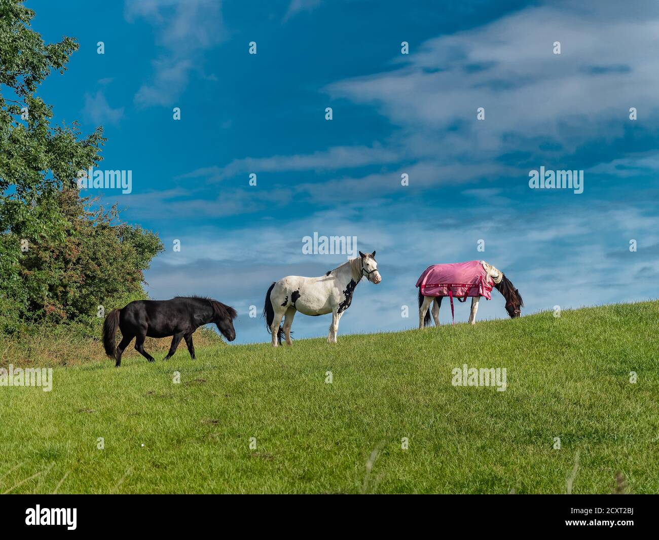 Grassing meadow hi-res stock photography and images - Alamy