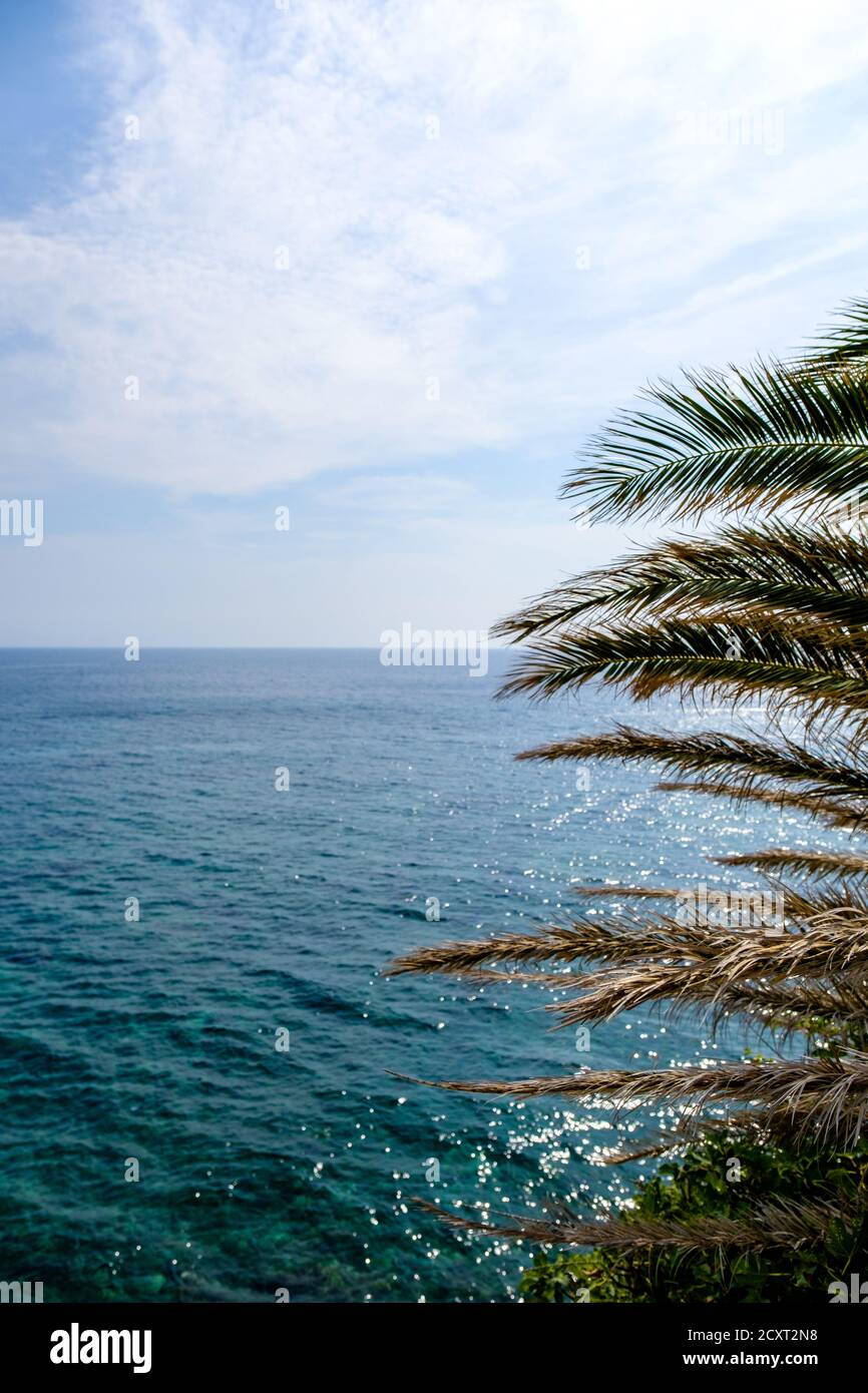 Palm tree and sea landscape Stock Photo - Alamy