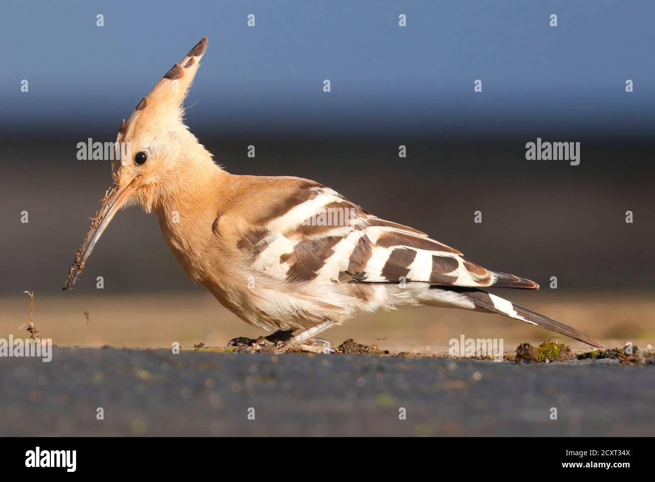 Upupidae hi-res stock photography and images - Alamy