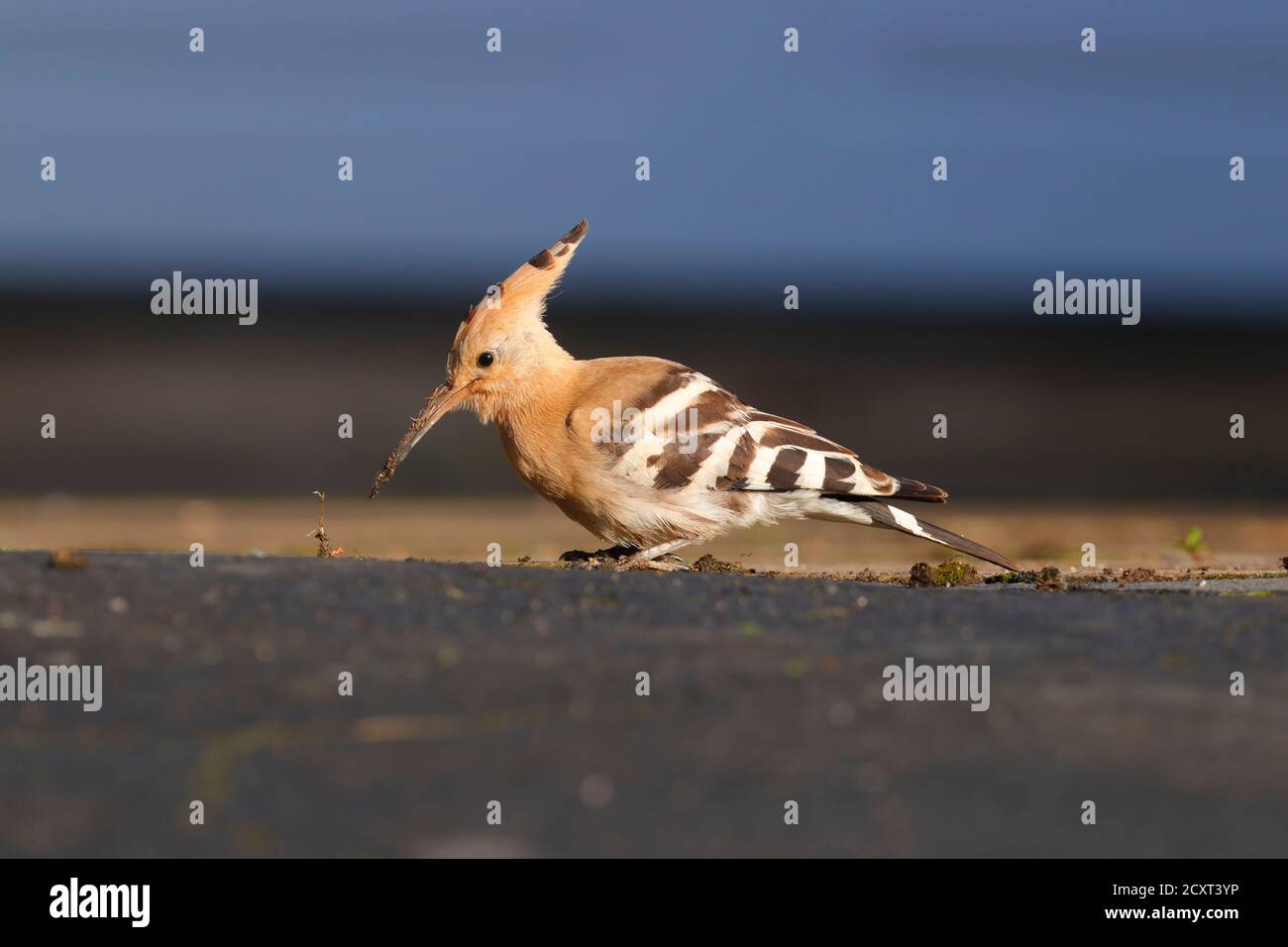 A rare visit by a Eurasian Hoopoe (Upupidae) in Collingham near ...