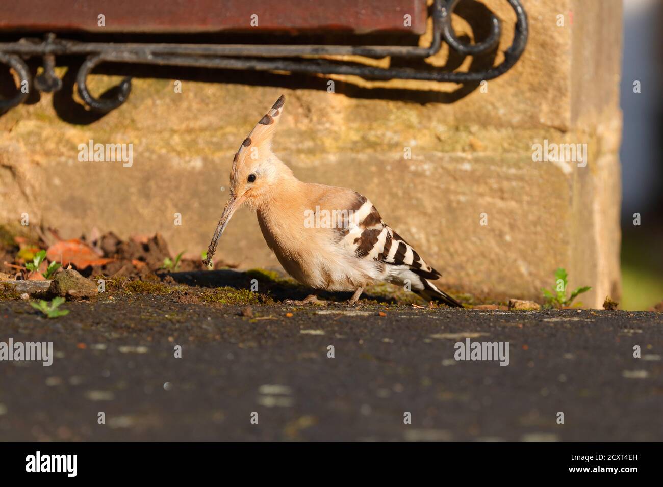 A rare visit by a Eurasian Hoopoe (Upupidae) in Collingham near ...