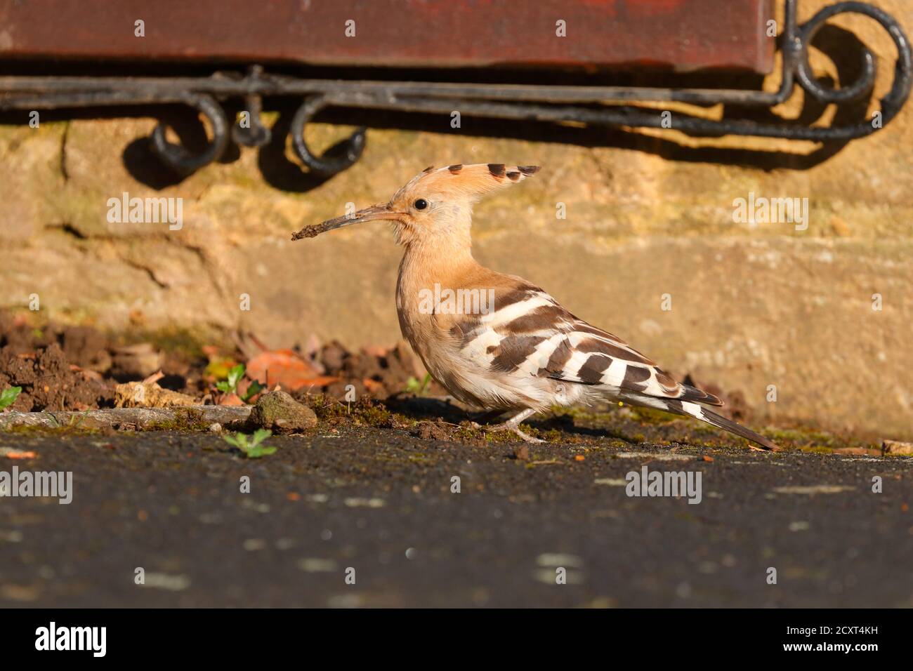 A rare visit by a Eurasian Hoopoe (Upupidae) in Collingham near ...