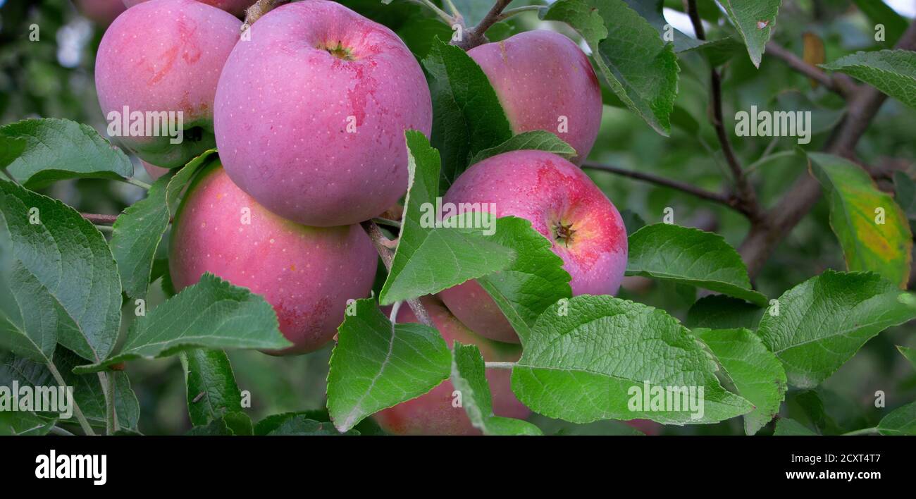 Florina hi-res stock photography and images - Alamy