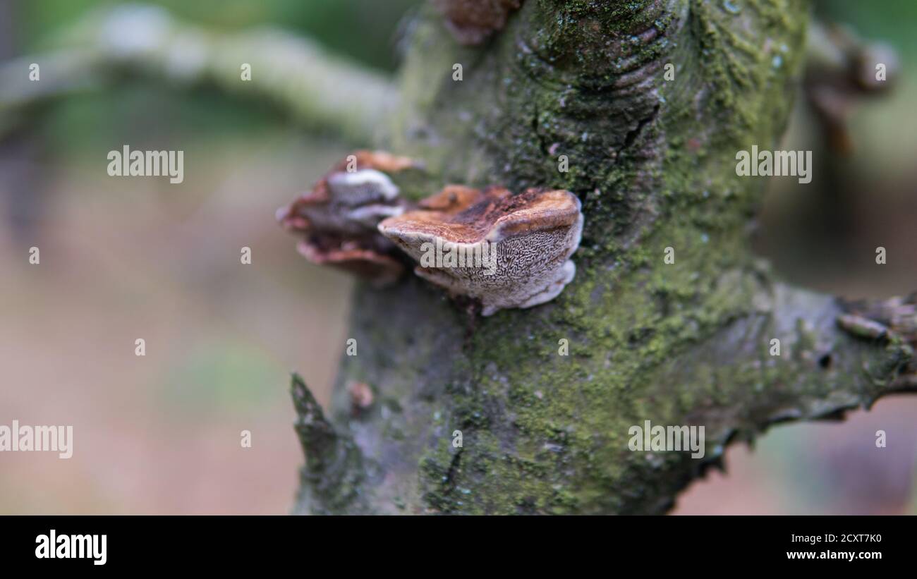 collection and use of wood polypores in forests Stock Photo - Alamy