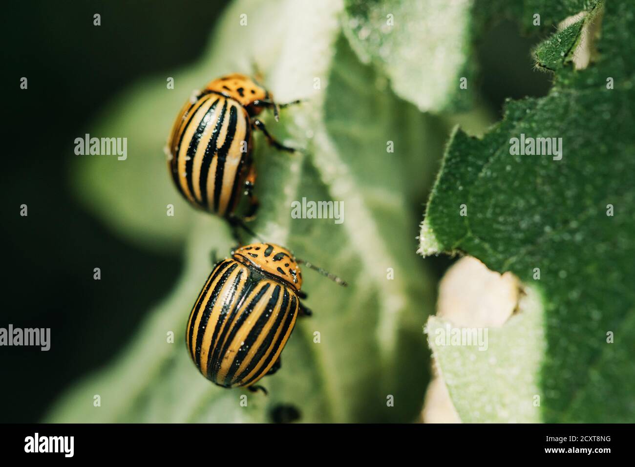 Colorado Striped Beetles - Leptinotarsa Decemlineata. This Beetle Is A ...