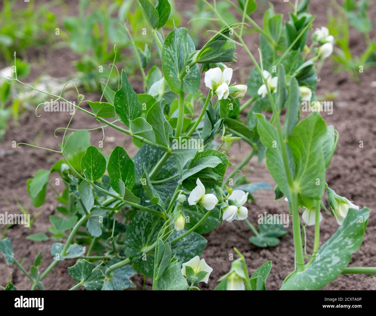 Young pea shoots hi-res stock photography and images - Alamy