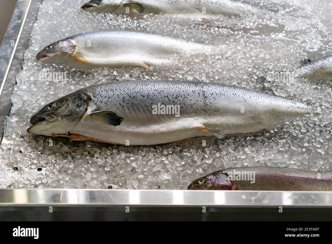 Fish frozen case hi-res stock photography and images - Alamy