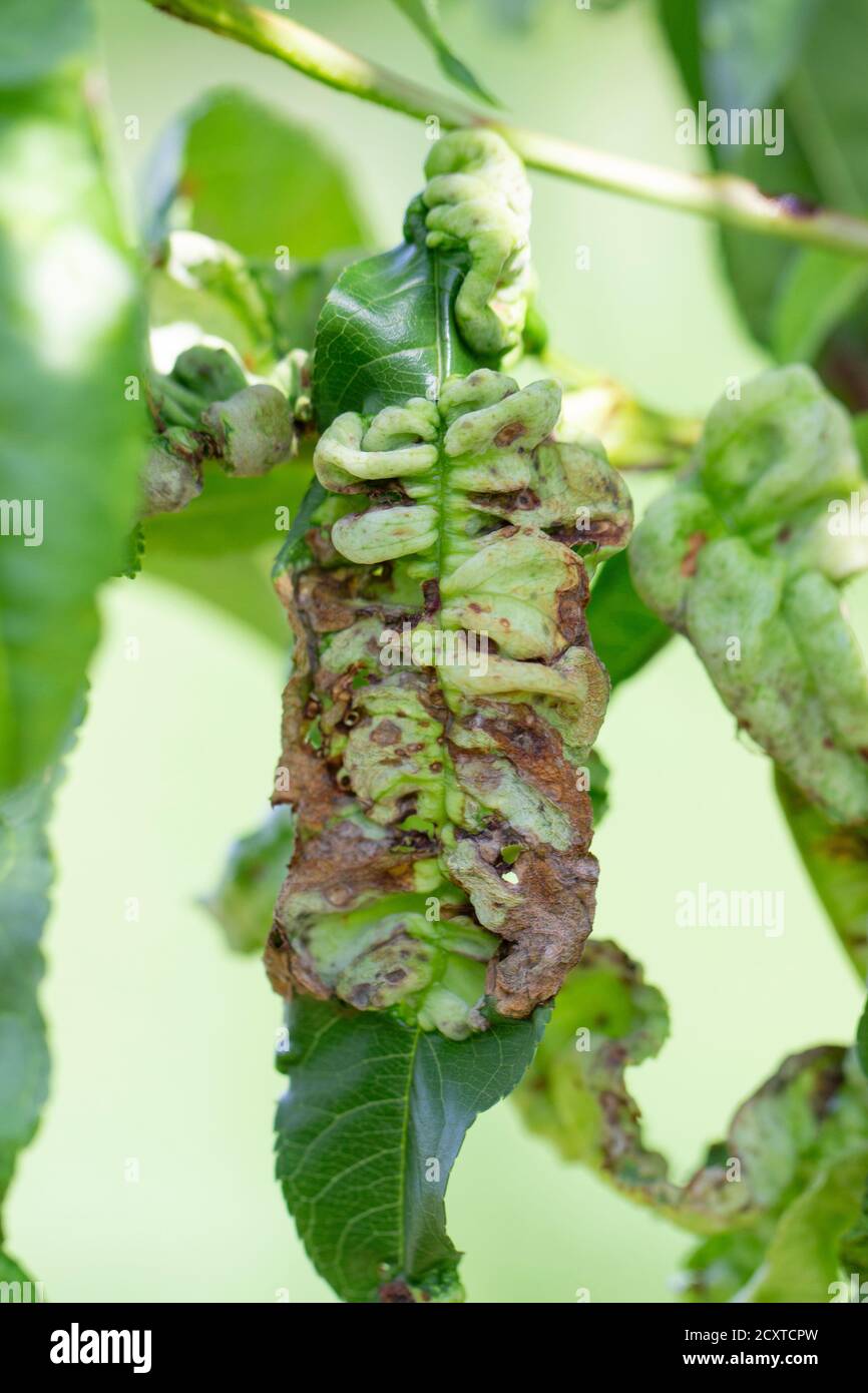 Curl of peach leaves. Fungal disease of young shoots and leaves after ...