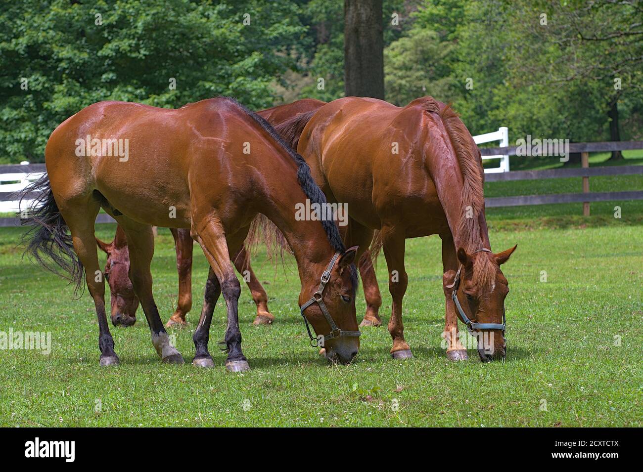 Closeup head shot of horse grassing together Stock Photo - Alamy