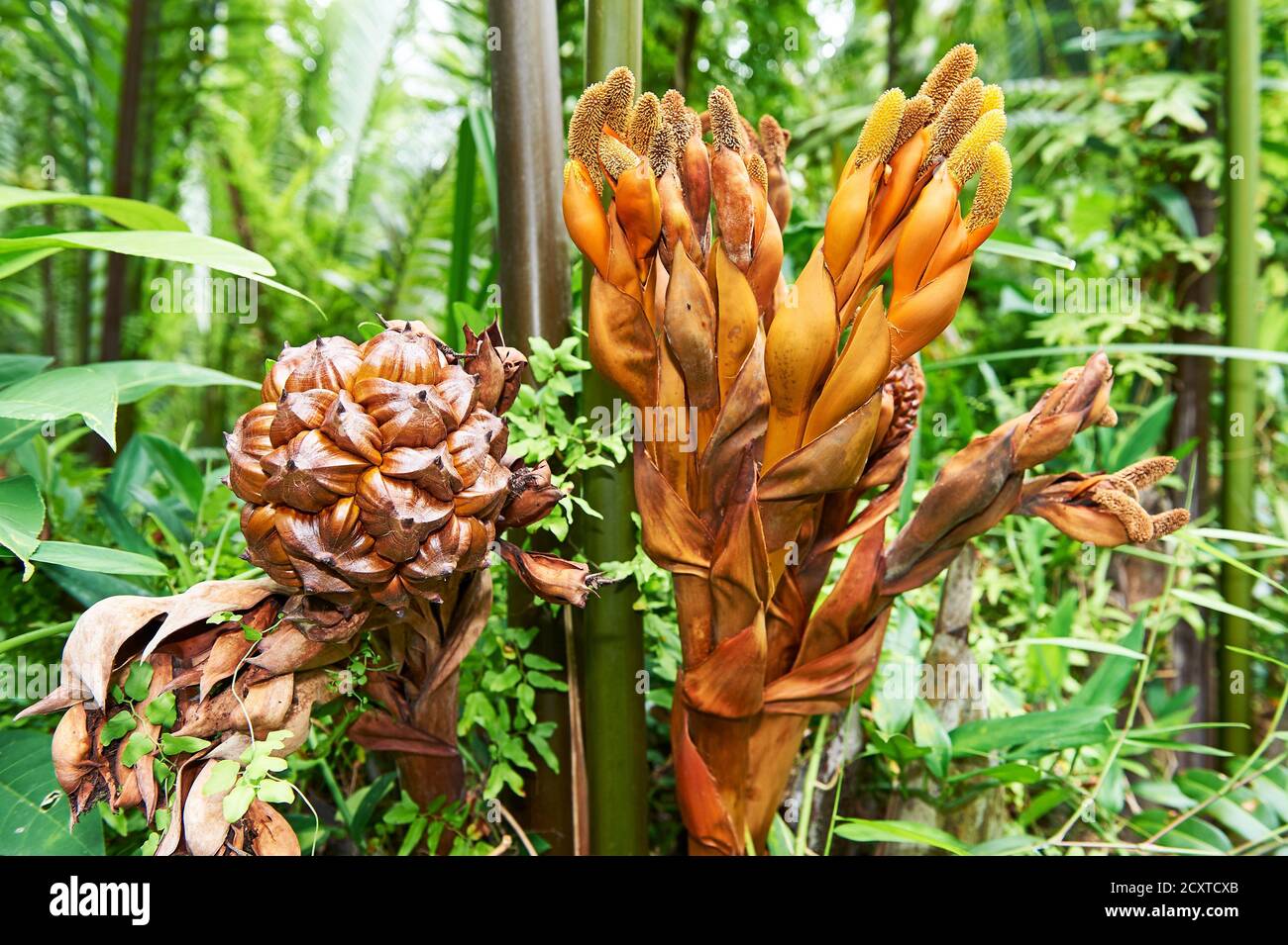 Close-up detail view of colorful nipa palm flowers within a mangrove ...