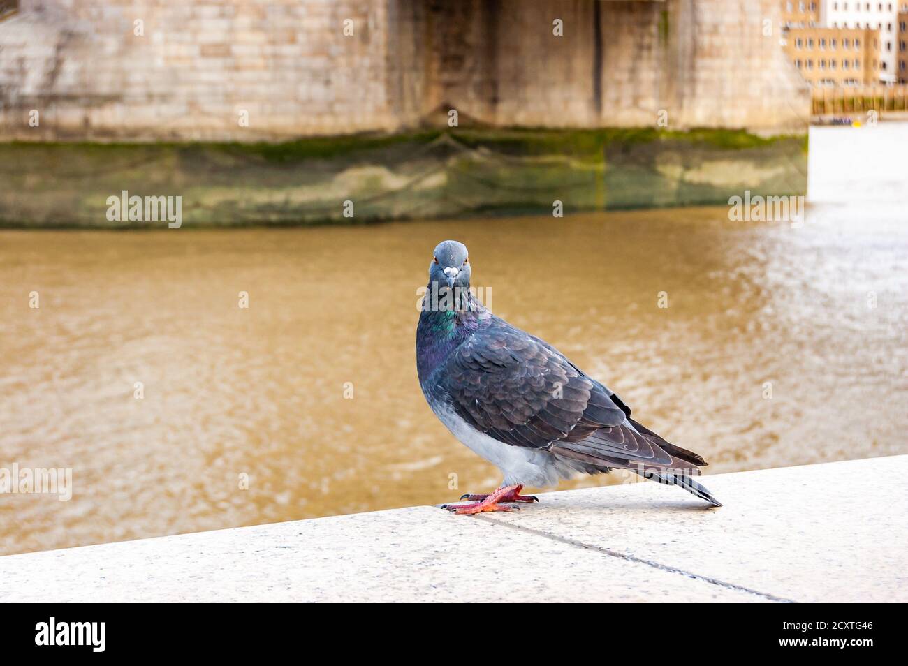 Common dove pigeon bird sitting on the railing of Thames river ...