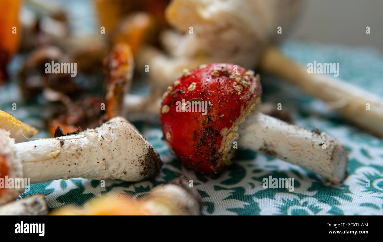 Amanita muscaria poisonous psychoactive mushroom of the genus Amanita ...