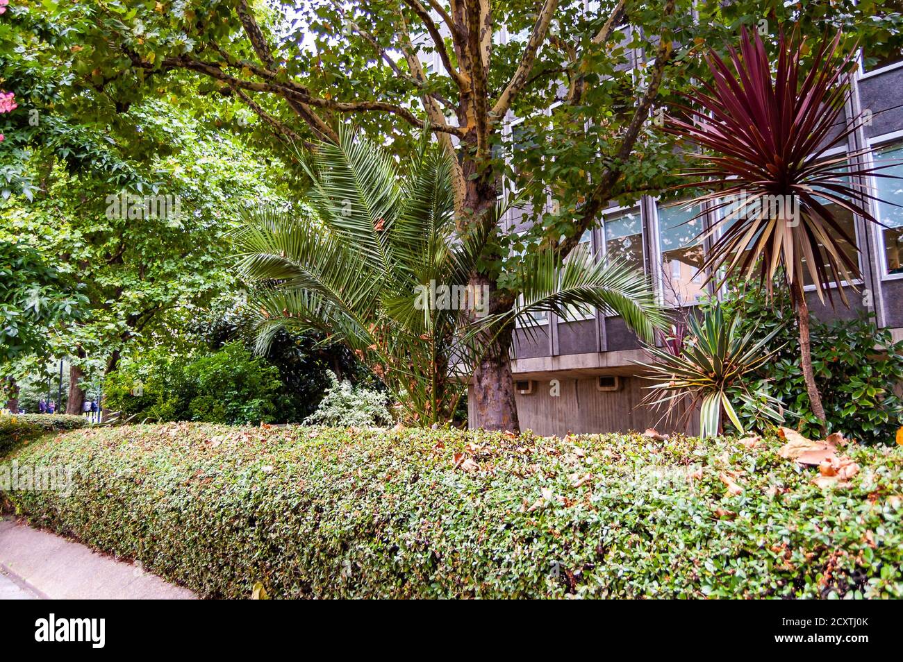 Landscape design example. Curved natural shrub fence and various trees ...