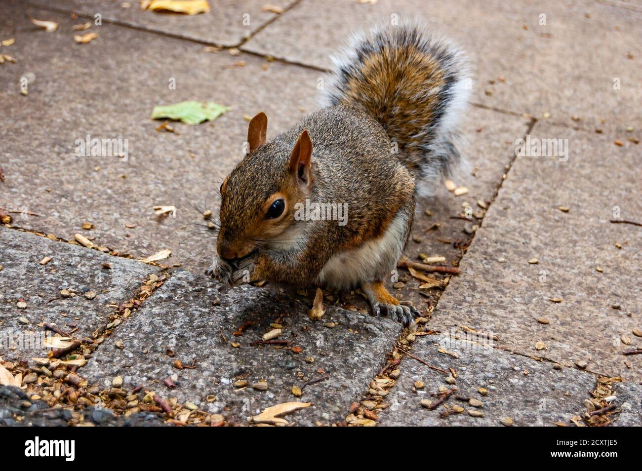 Common european squirrel sitting on the pavement sidewalk Stock Photo ...