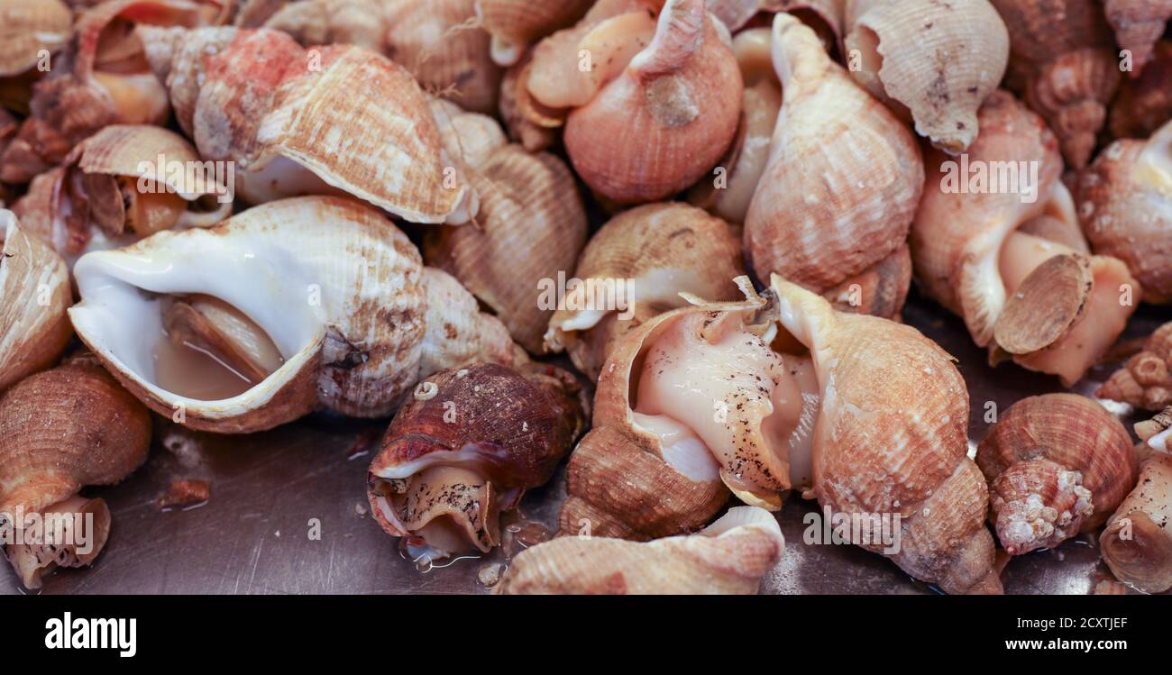 Fresh sea snails bulot or common whelks at a seafood market, close-up ...