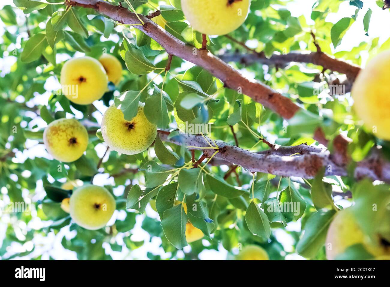 Healthy food her sunlight hi-res stock photography and images - Alamy