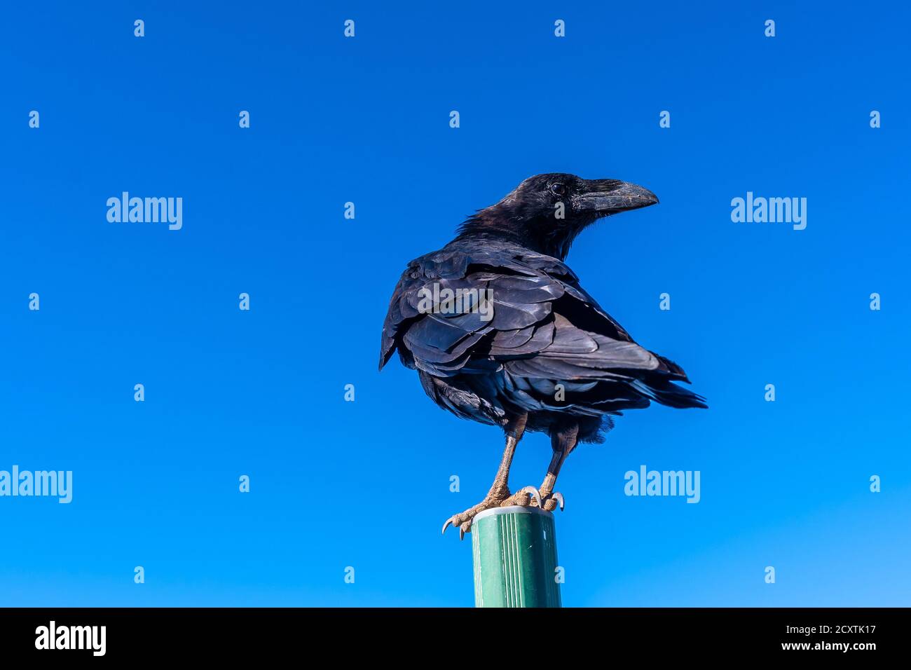 Shot of an American crow Stock Photo - Alamy