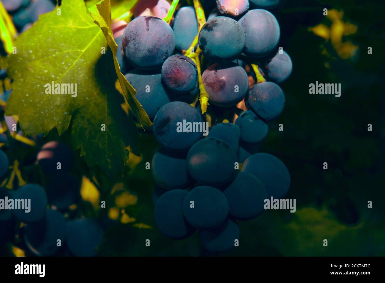 Grape cluster lights hi-res stock photography and images - Alamy