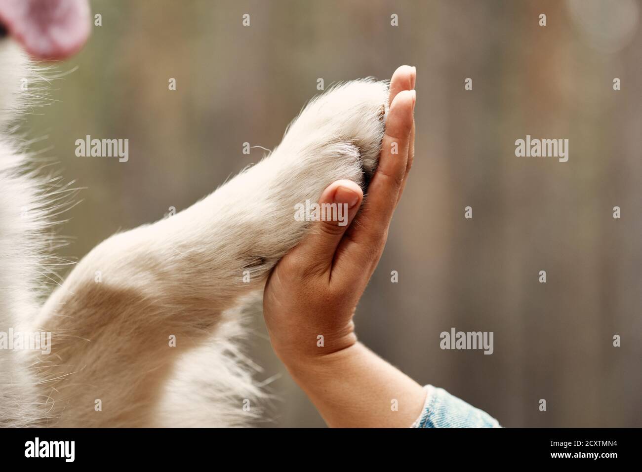 Dog is giving paw to the woman. Dog's paw in human's hand. Domestic pet ...