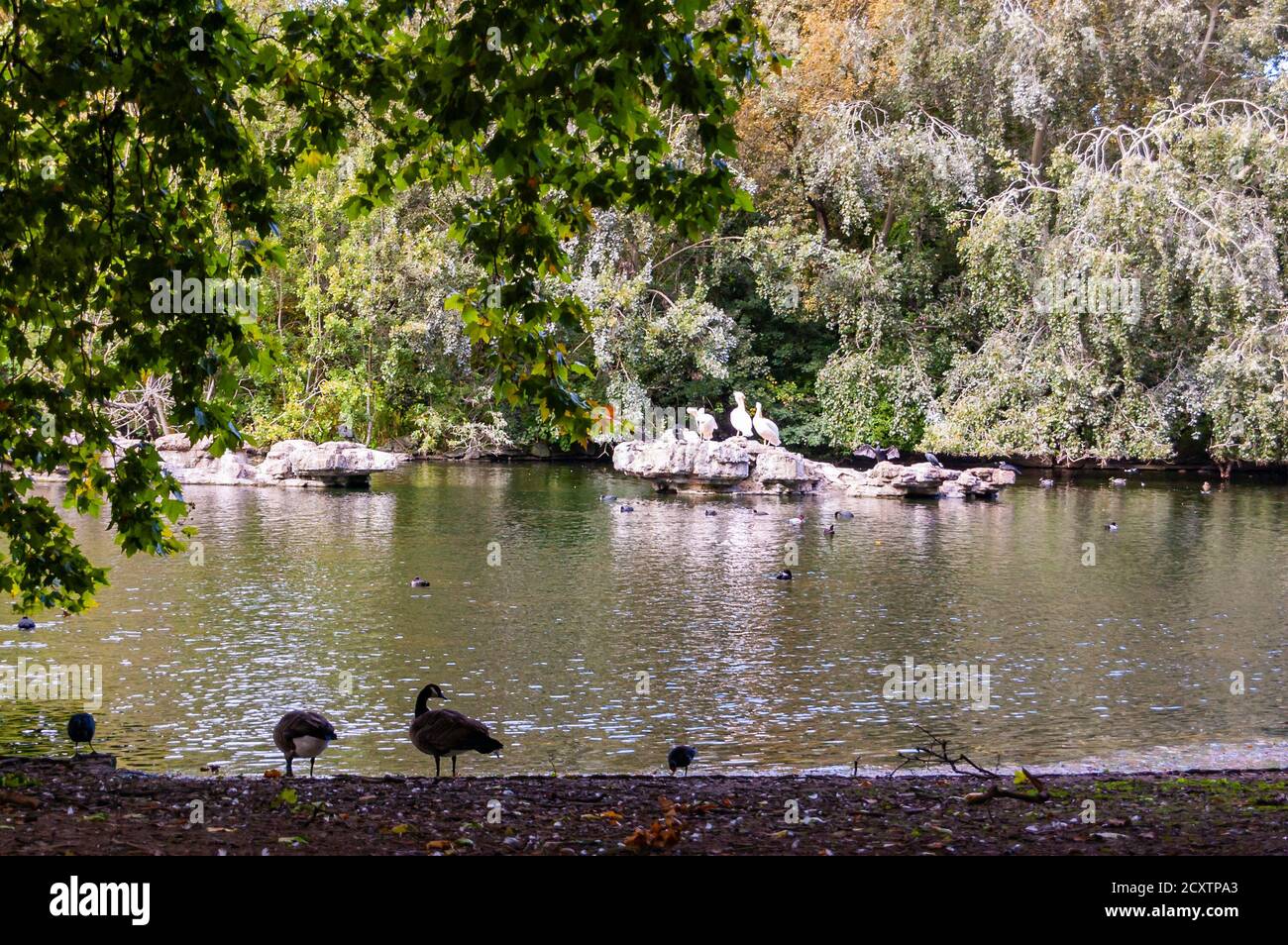 Cozy park with pond inside full of various water birds. Natural ...