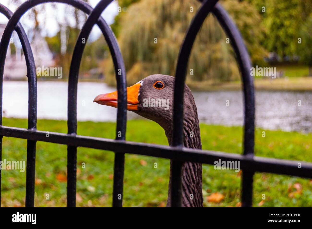 Gray goose with orange beak waiting for some food behind the black ...