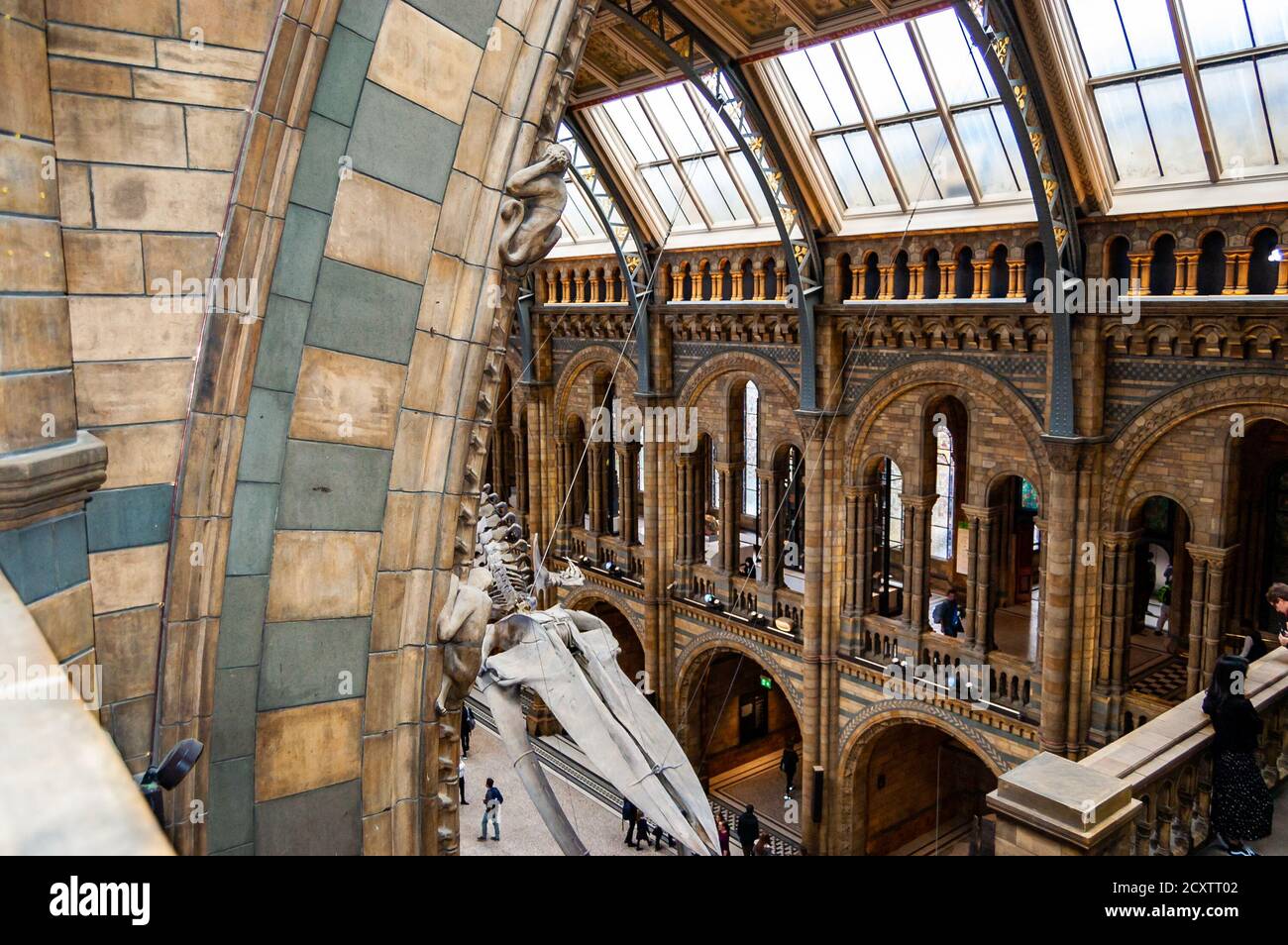 London, United Kingdom - September 15, 2017: Dinosaur skeleton hanging ...