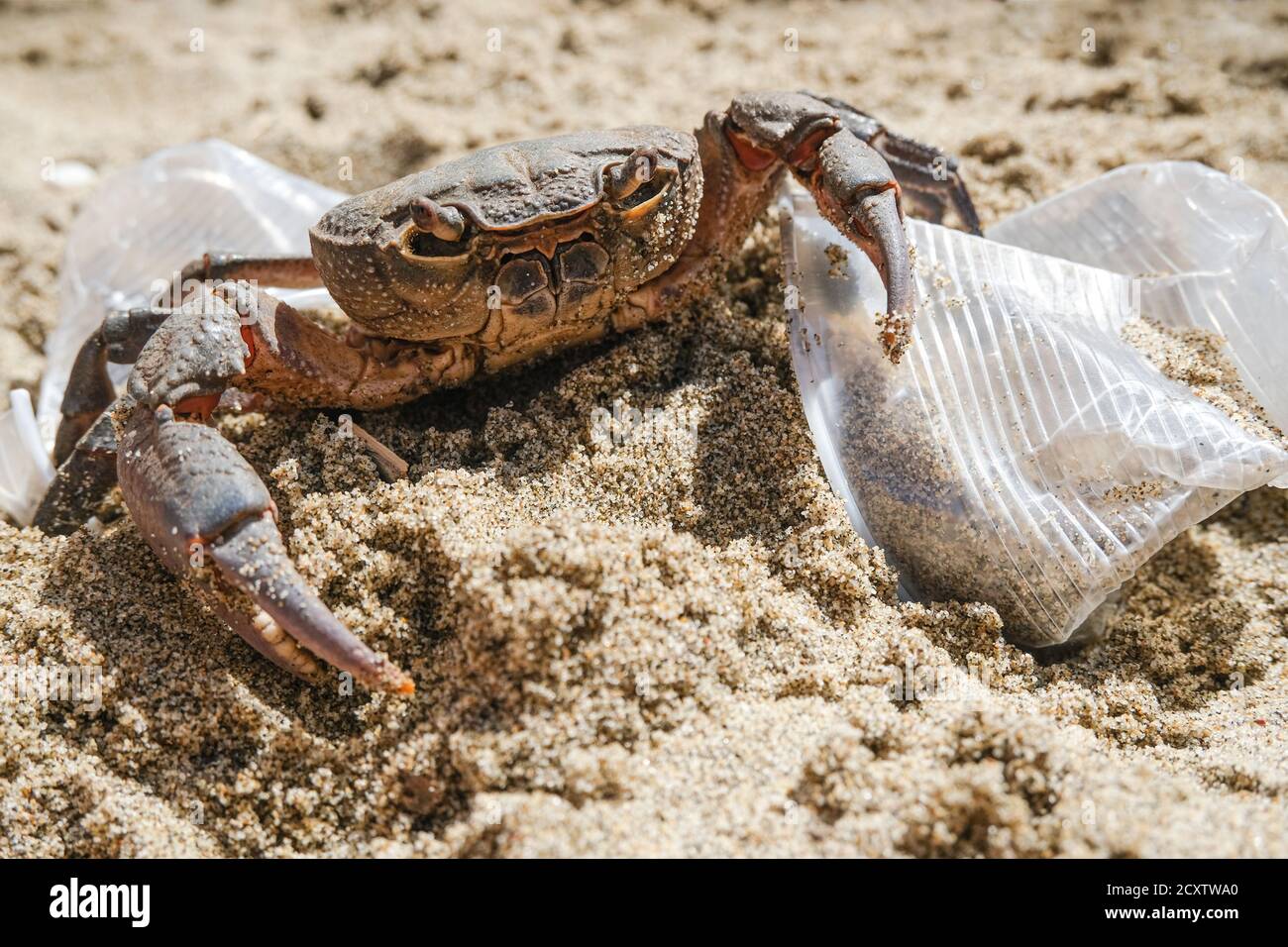 Marine sea crab living on plastic glasses Waste pollution.Dirty ...