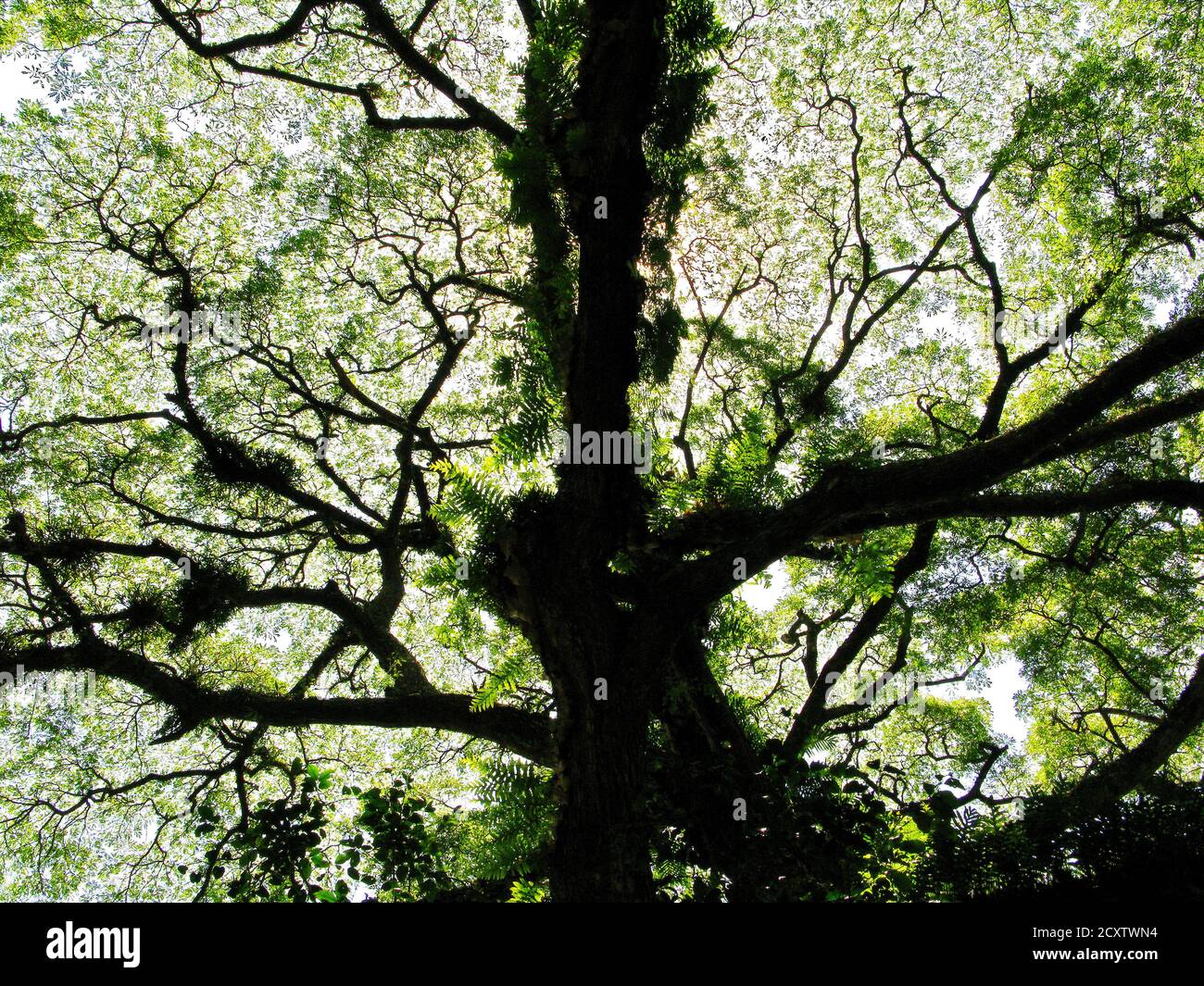 Philippine Forest Trees