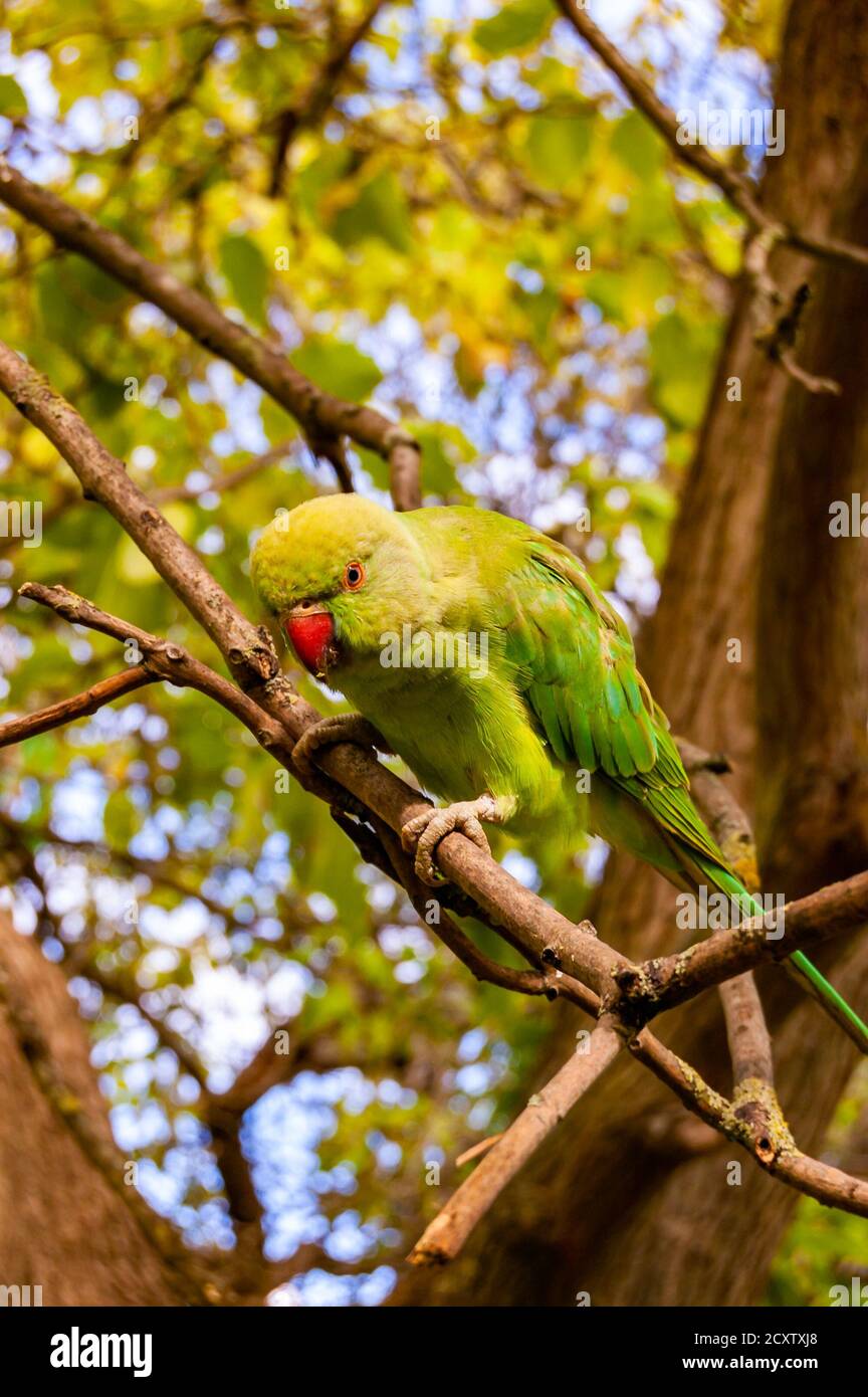 Wild British green parakeet parrot bird siting on the tree Stock Photo ...
