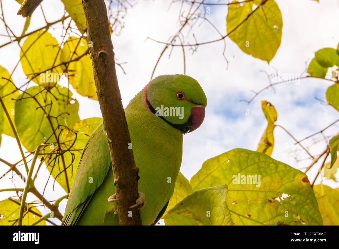 Wild British green parakeet parrot bird siting on the tree Stock Photo ...