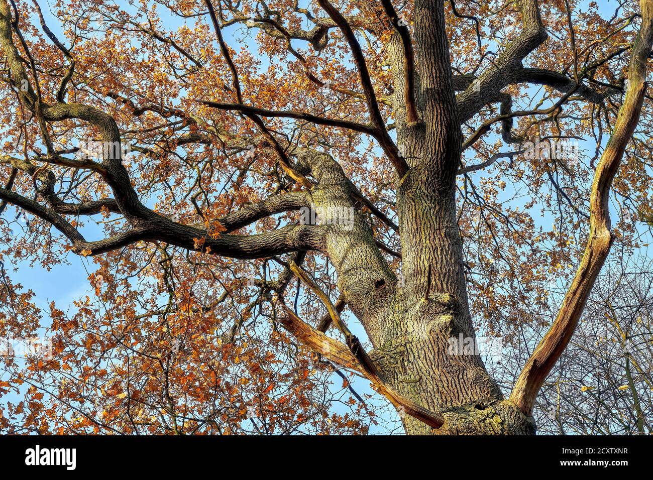 A beautiful old oak tree in autumn Stock Photo - Alamy