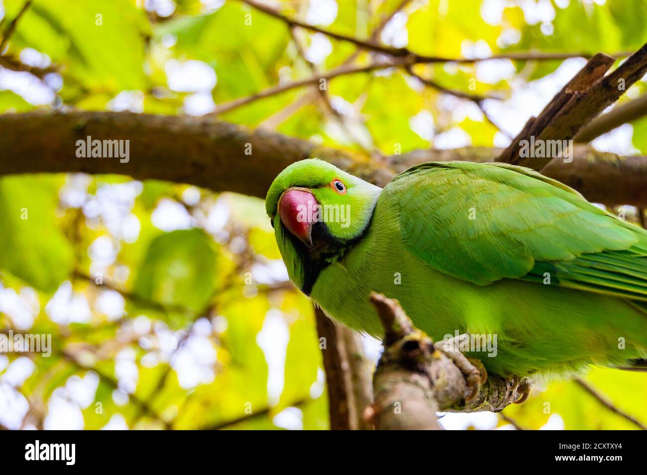 Wild British green parakeet parrot bird siting on the tree Stock Photo ...