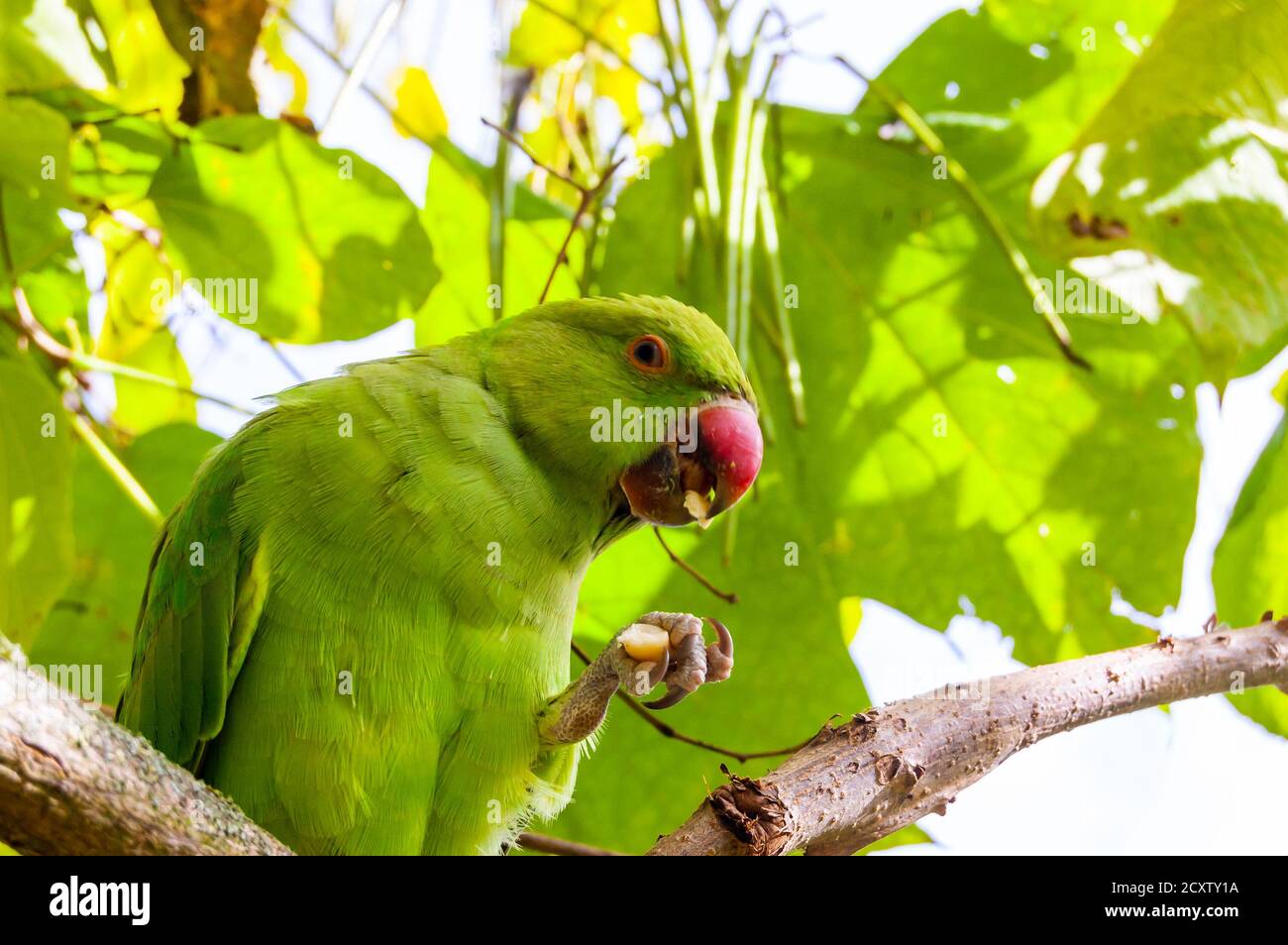 Wild British green parakeet parrot bird siting on the tree Stock Photo ...