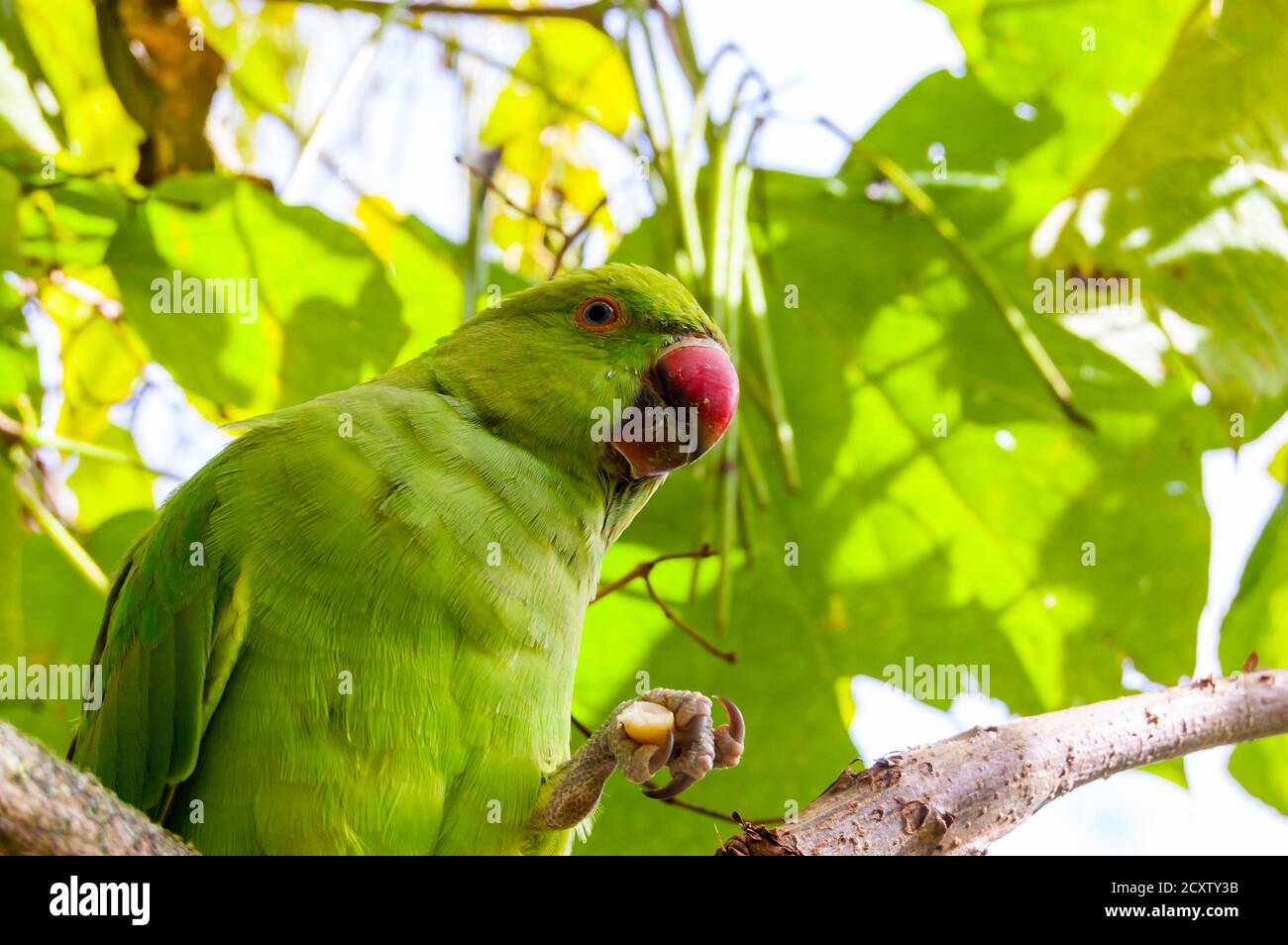 Wild British green parakeet parrot bird siting on the tree Stock Photo ...
