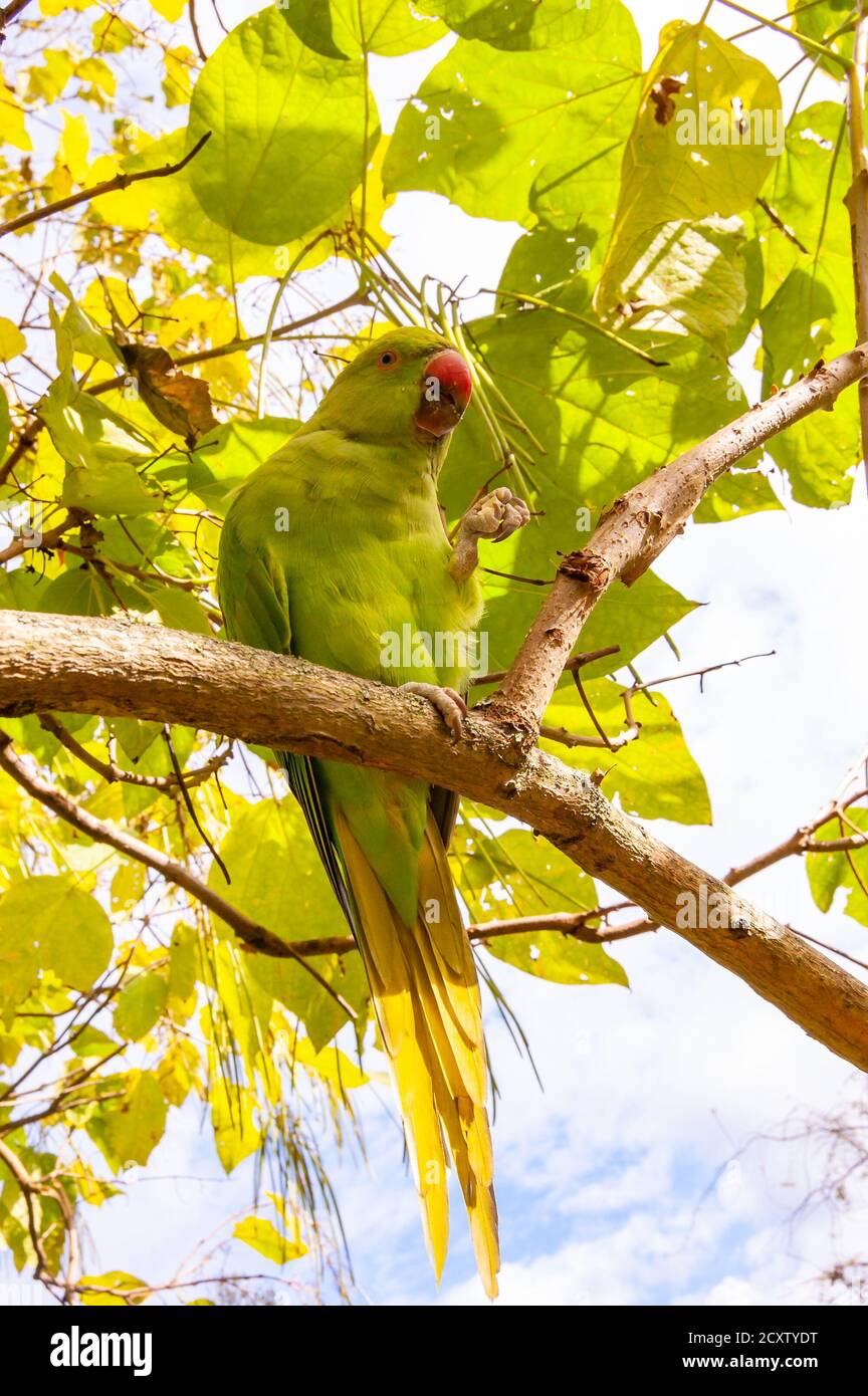 Wild British green parakeet parrot bird siting on the tree Stock Photo ...