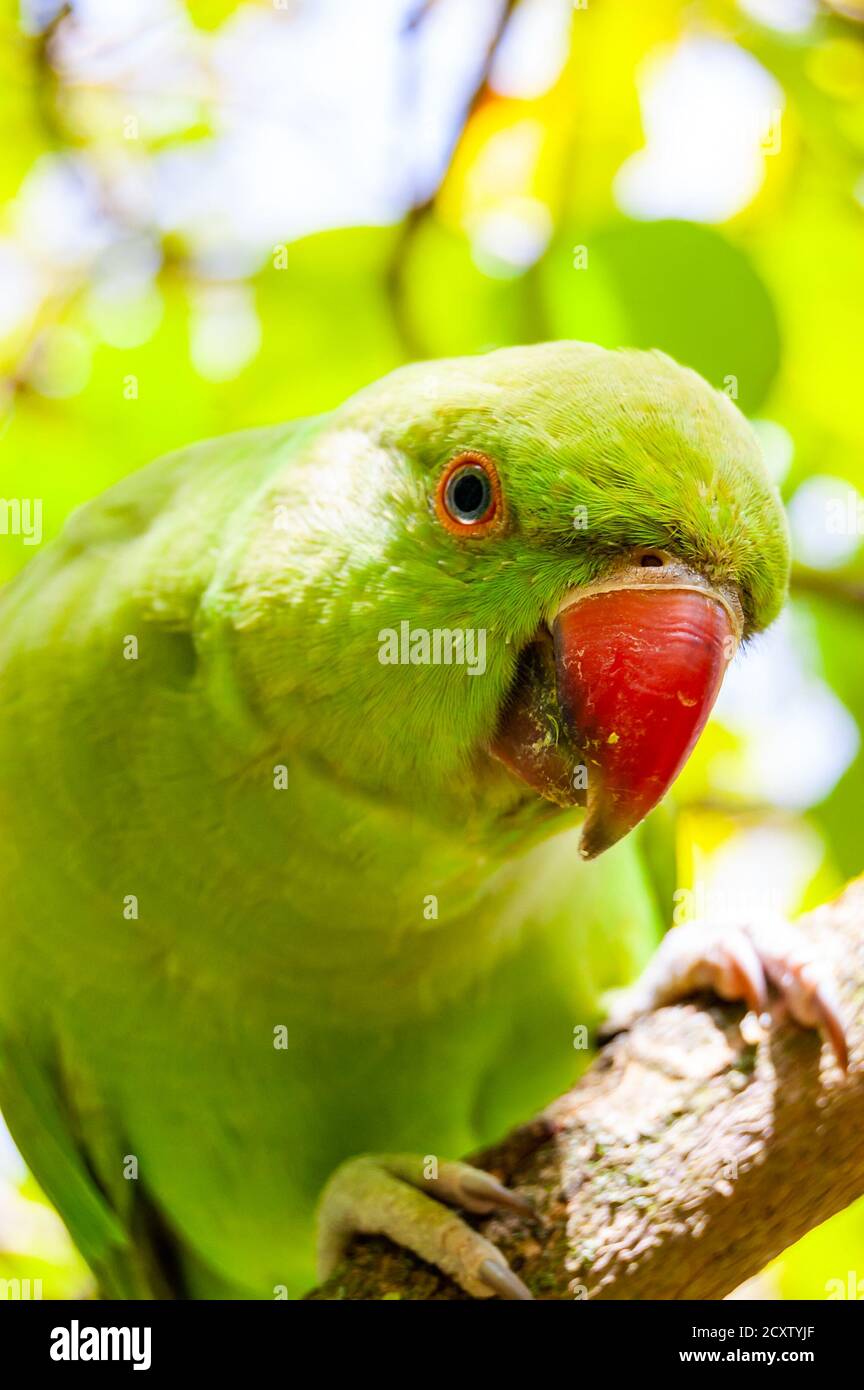Wild British green parakeet parrot bird siting on the tree Stock Photo ...