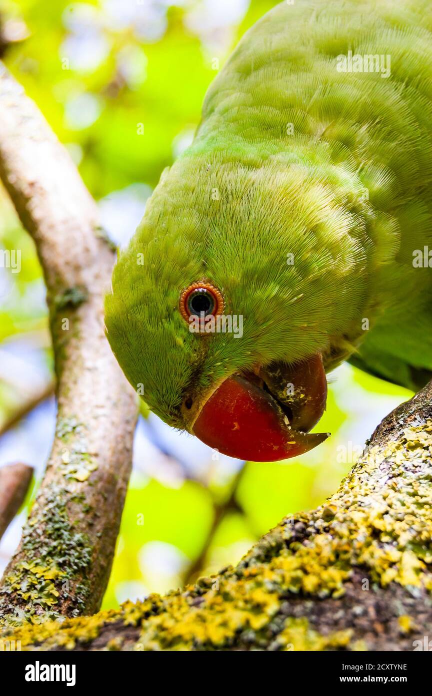 Wild British green parakeet parrot bird siting on the tree Stock Photo ...