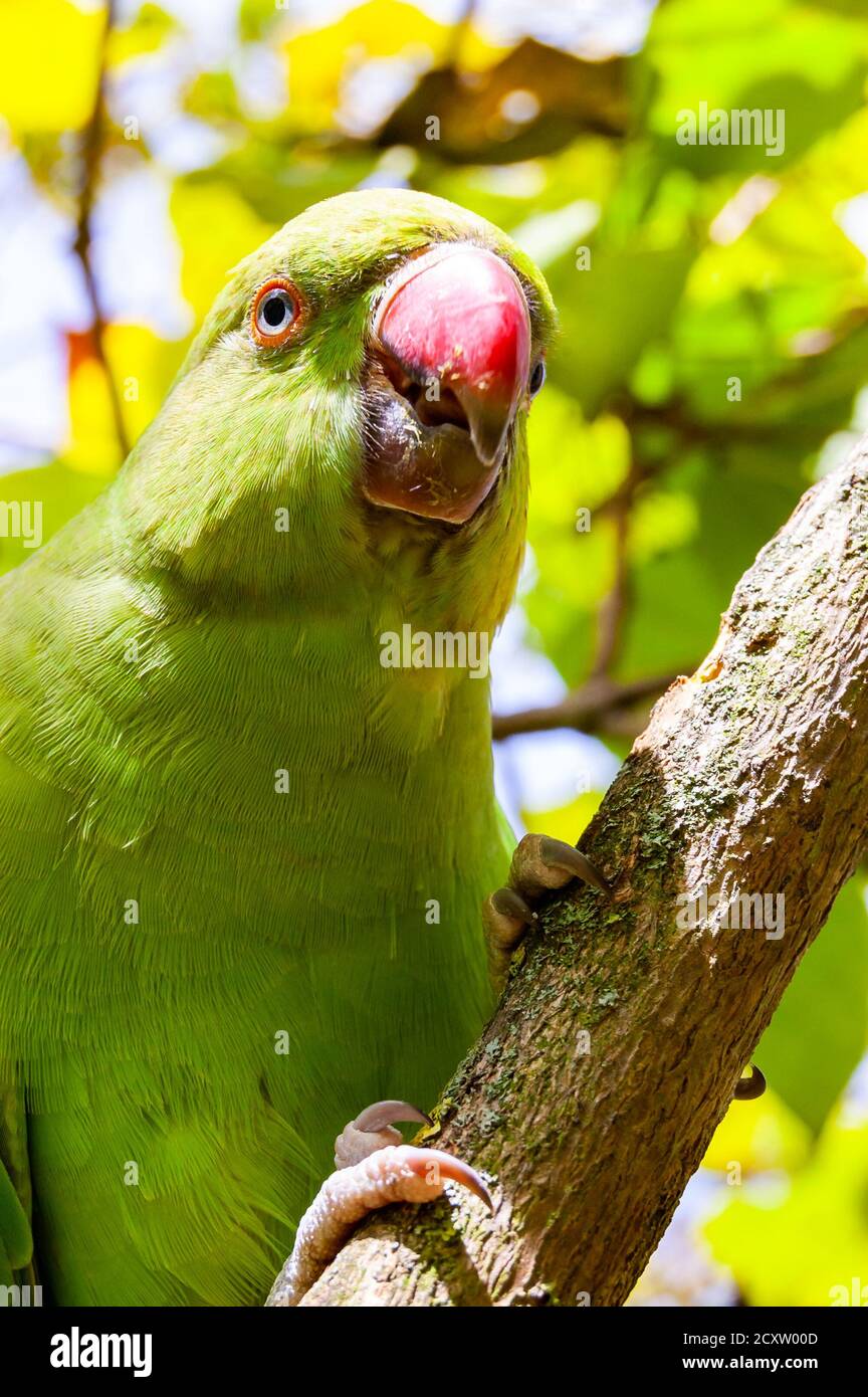 Wild British green parakeet parrot bird siting on the tree Stock Photo ...
