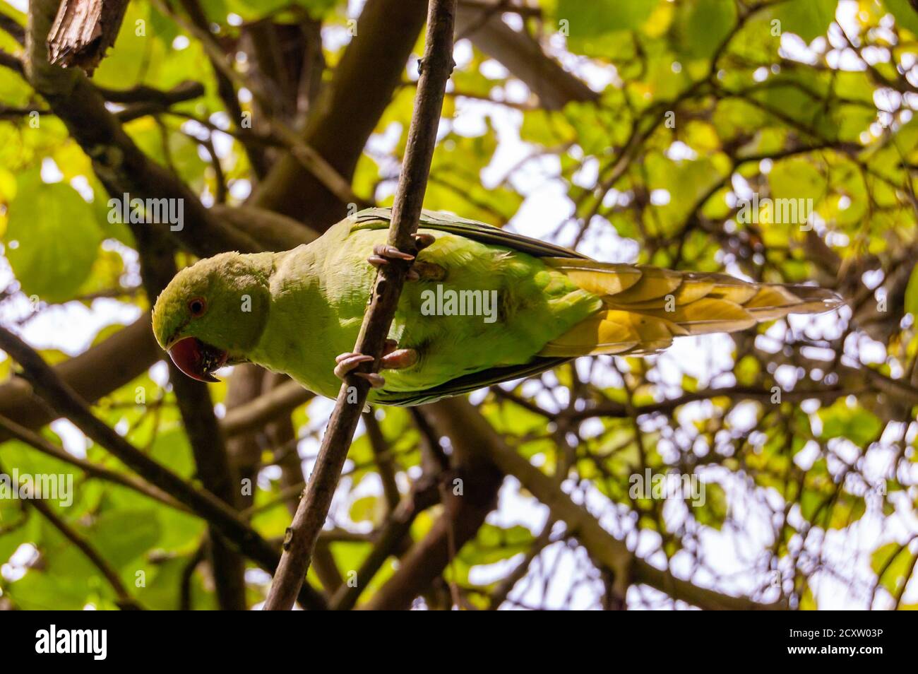 Wild British green parakeet parrot bird siting on the tree Stock Photo ...