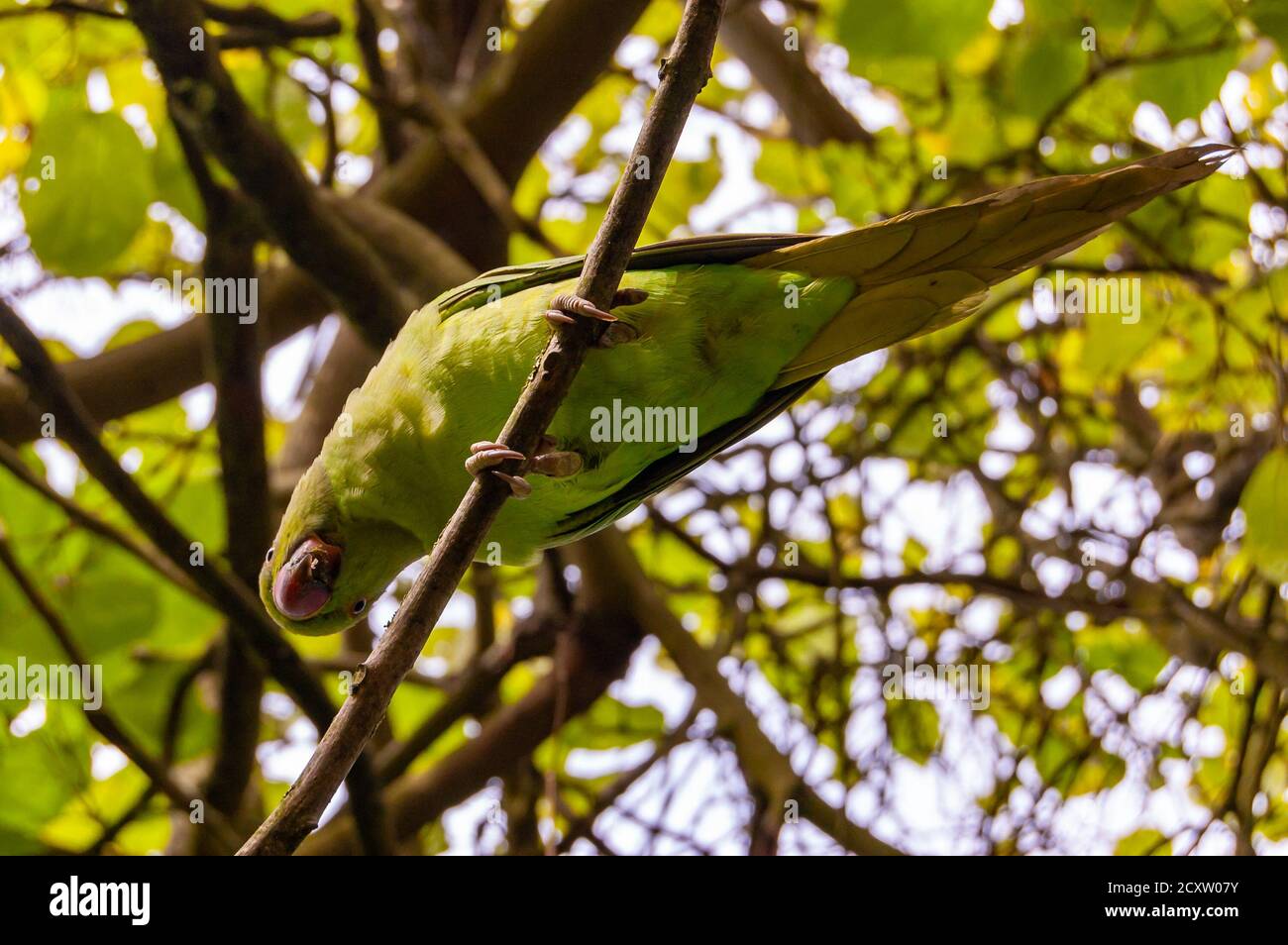 Wild British green parakeet parrot bird siting on the tree Stock Photo ...
