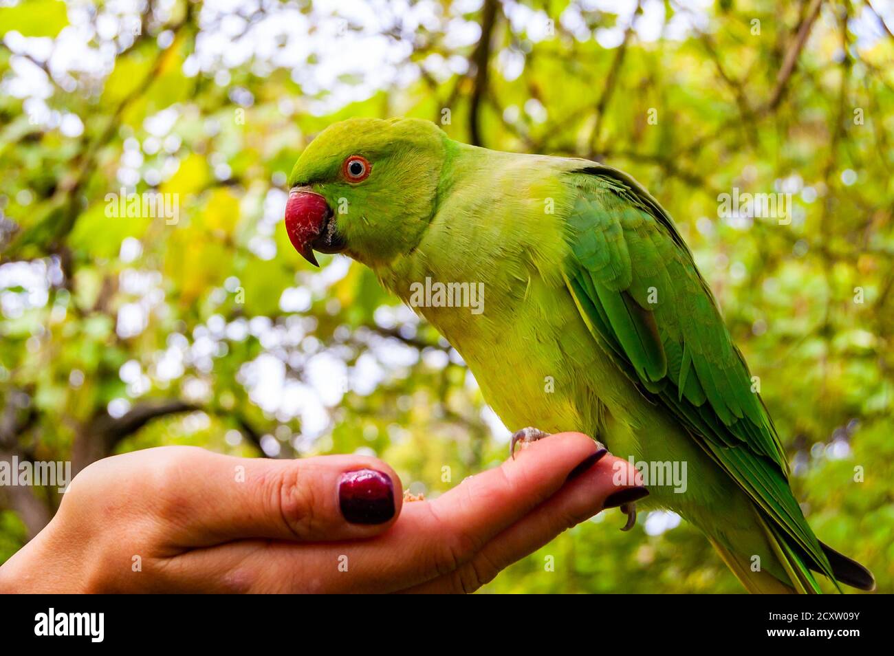 Wild British green parakeet parrot bird siting on hand Stock Photo - Alamy