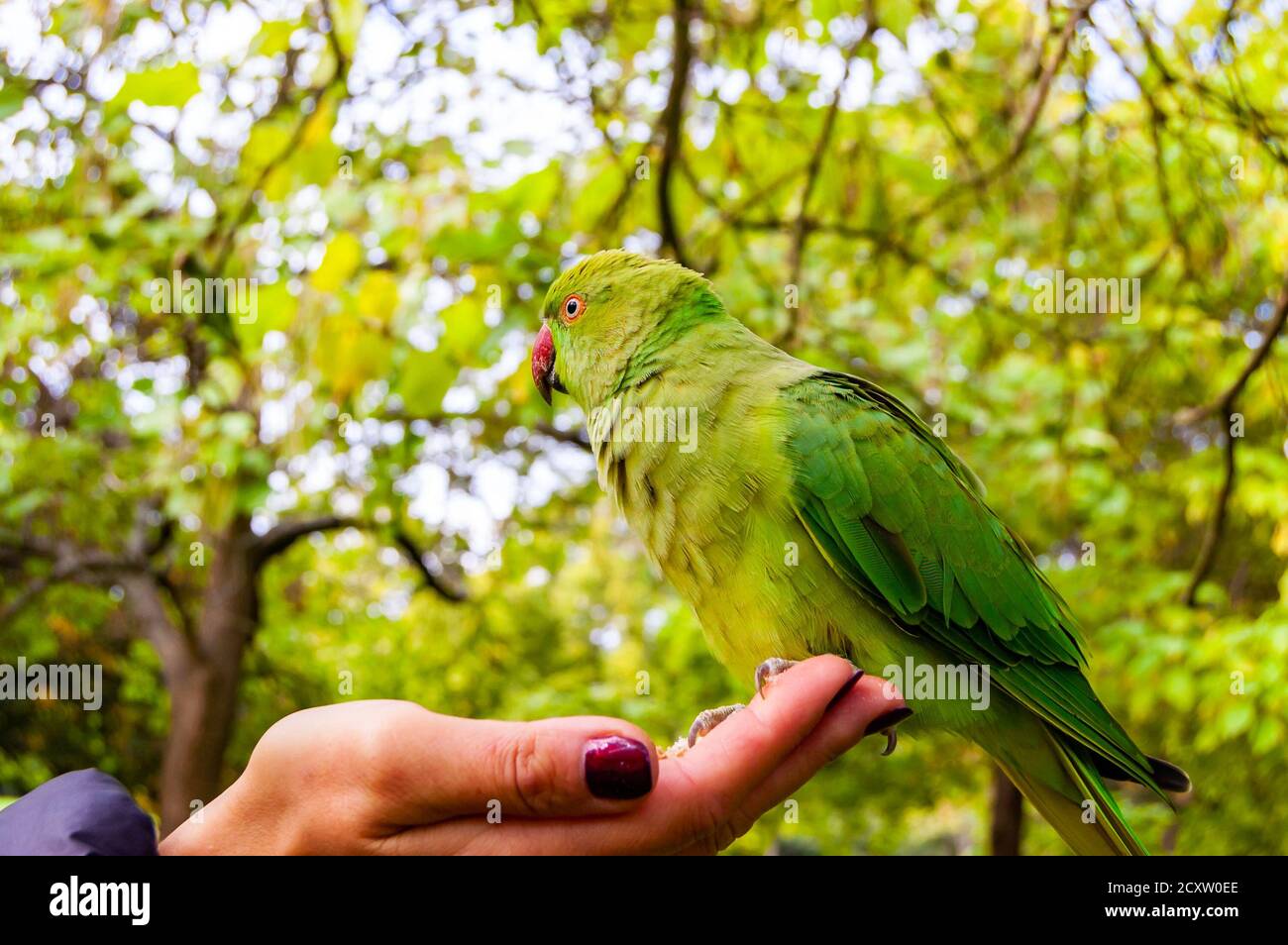 Wild British green parakeet parrot bird siting on hand Stock Photo - Alamy