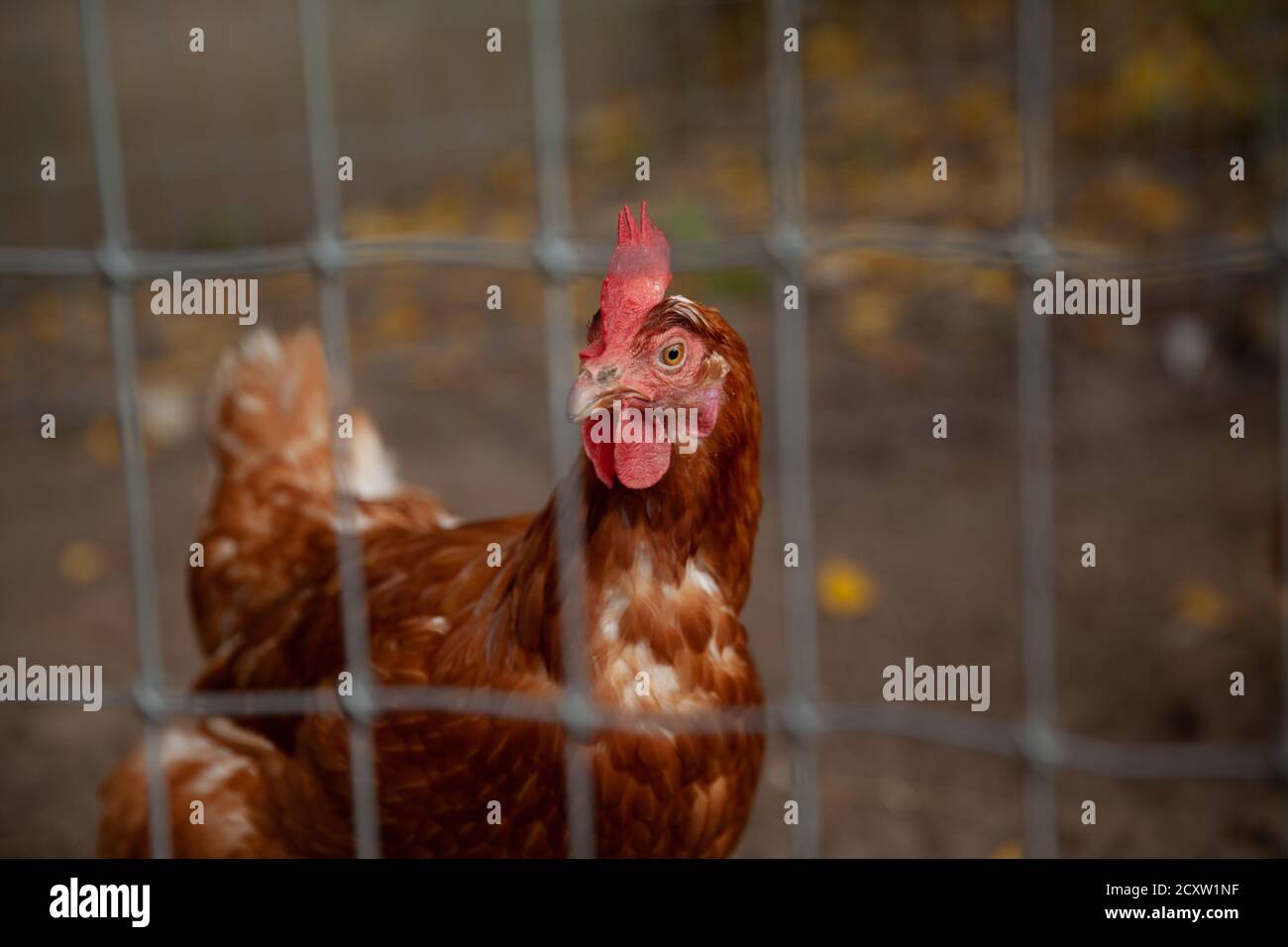 Chicken behind wire hi-res stock photography and images - Alamy