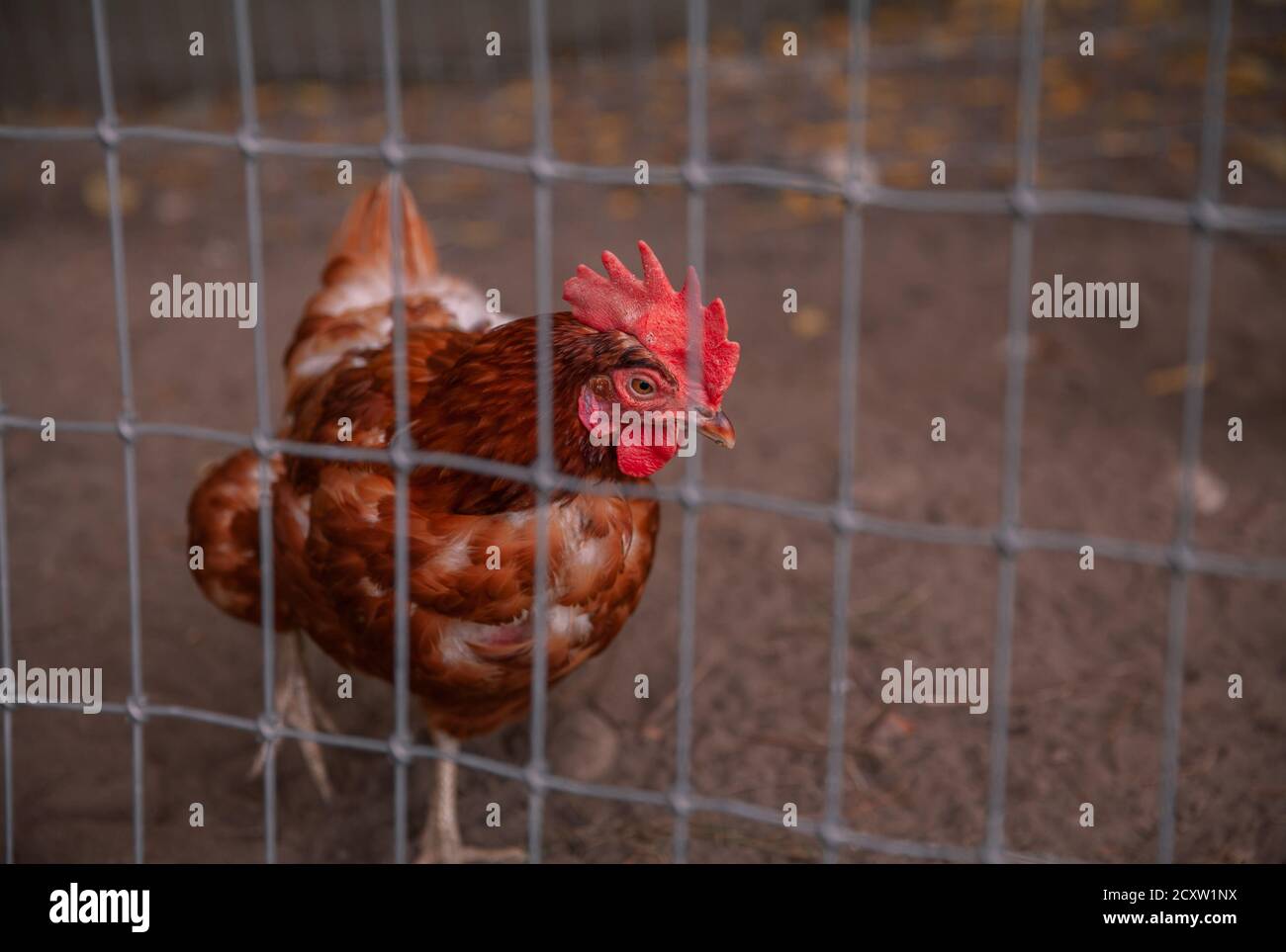 Chicken behind wire hi-res stock photography and images - Alamy