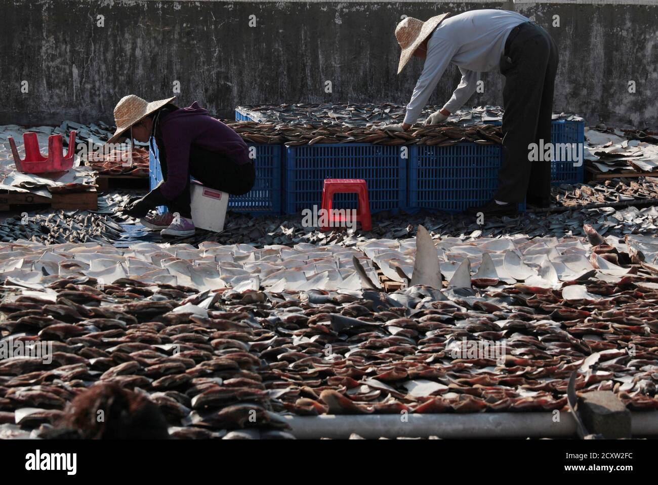 Dried shark fins hi-res stock photography and images - Alamy