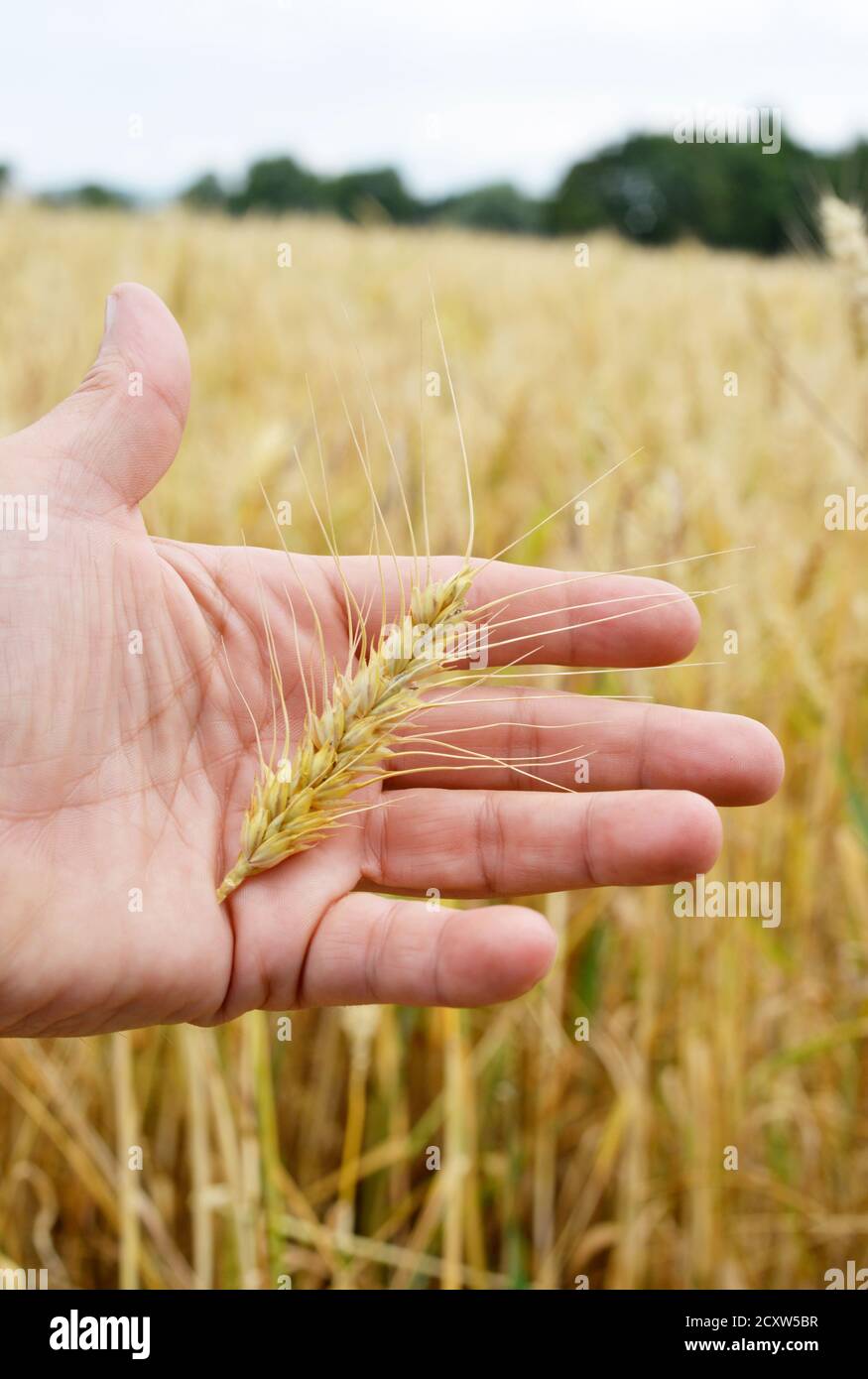 Wheat in a hand from a farmer symbol picture summer harvest Stock Photo ...