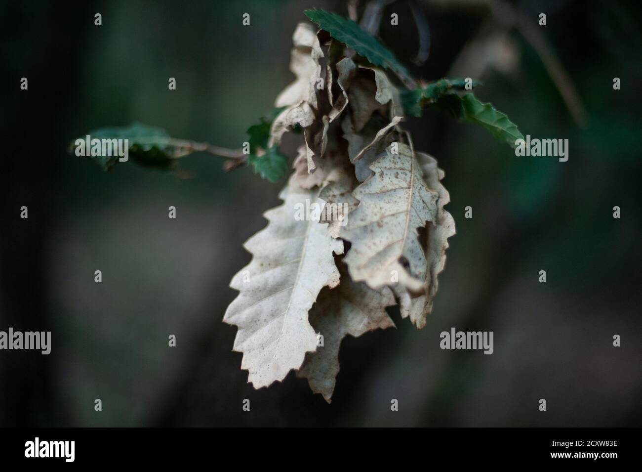 Withered oak leaves hi-res stock photography and images - Alamy