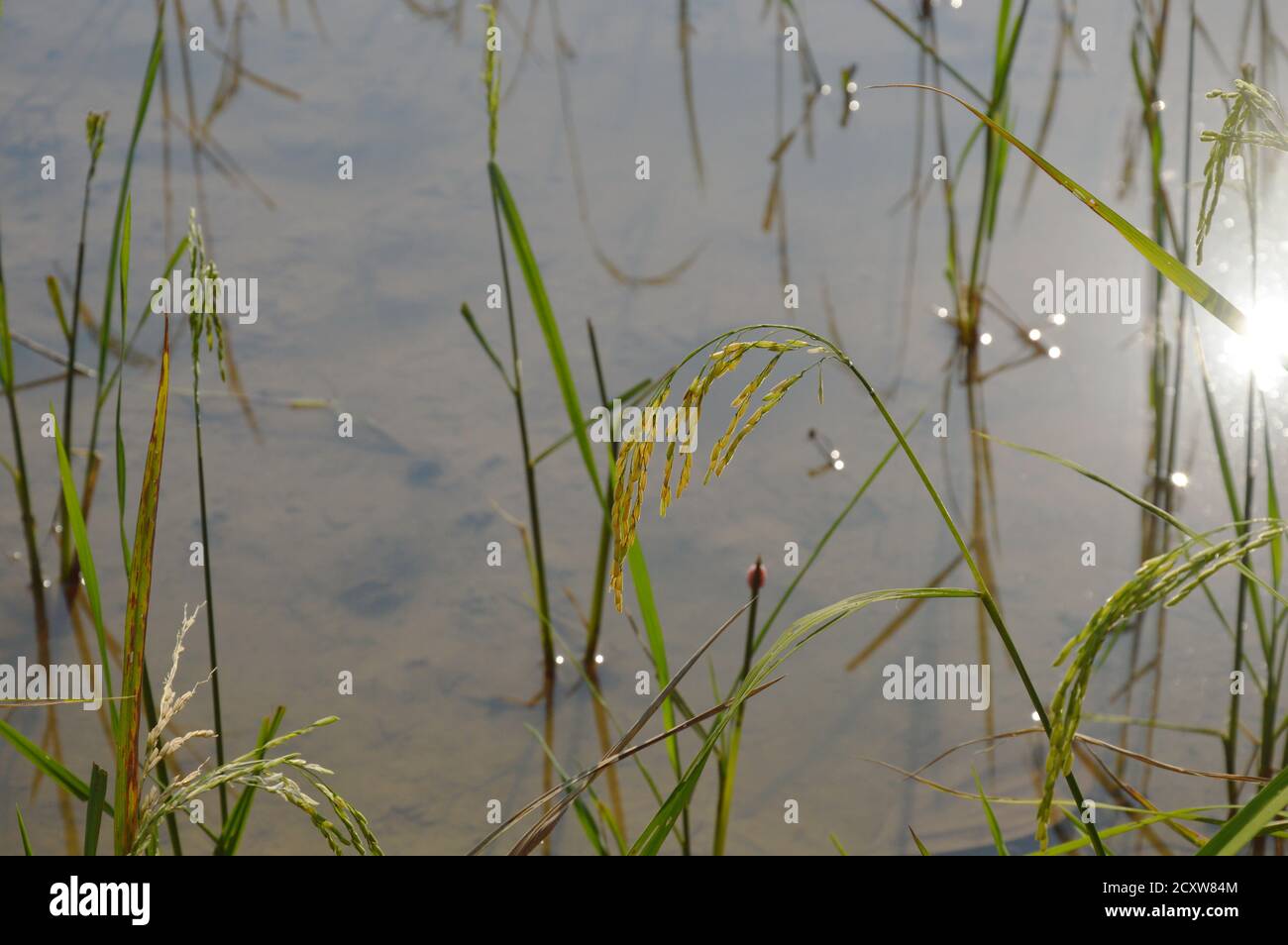 rice paddy growing on branch in farm Thailand Stock Photo - Alamy