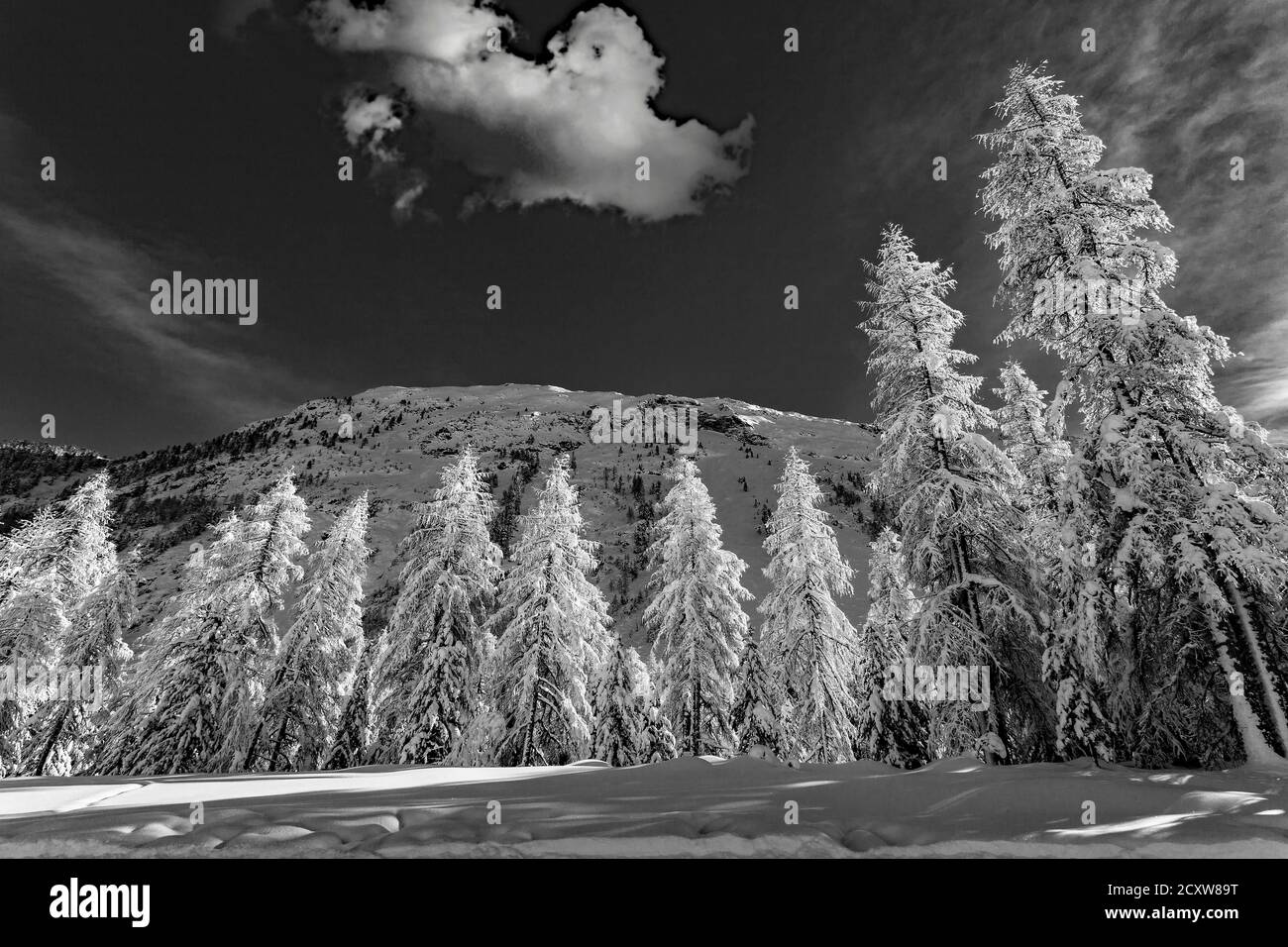 Fresh snow tree sun hi-res stock photography and images - Alamy