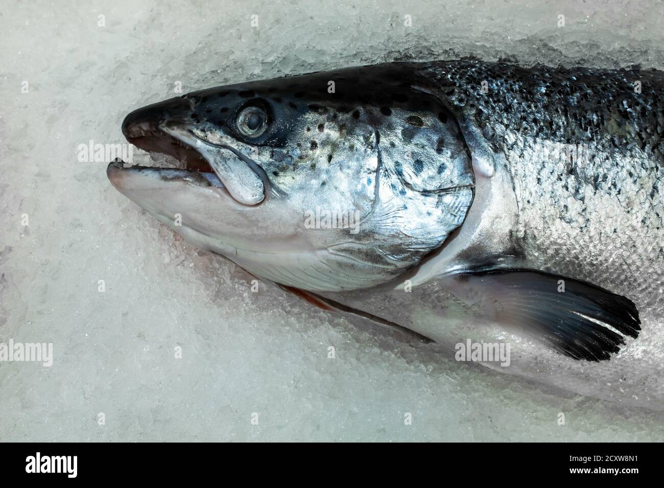 Soft finned fish hi-res stock photography and images - Alamy